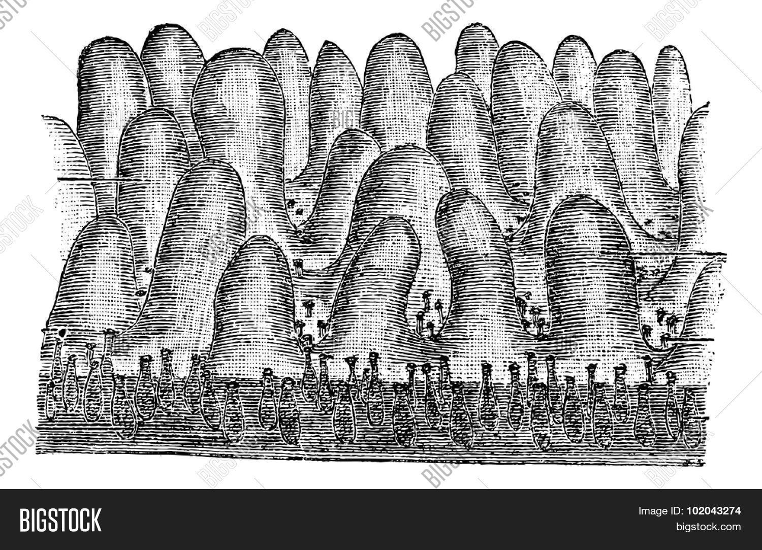 Intestinal Villi, Vector & Photo (Free Trial) | Bigstock