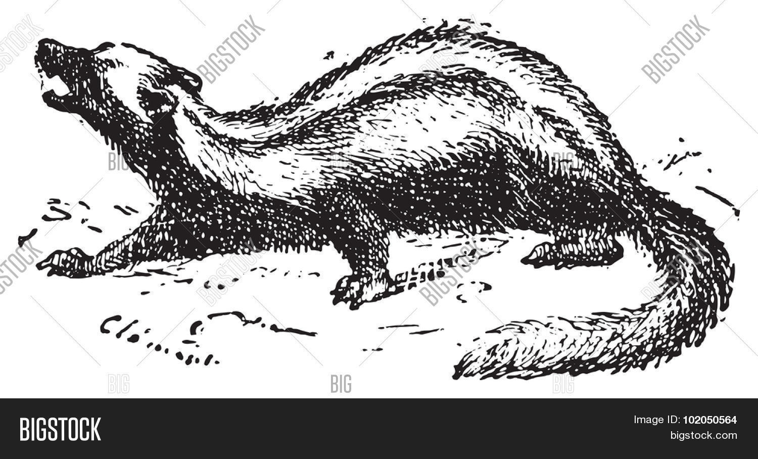Zorilla Striped Vector & Photo (Free Trial) | Bigstock
