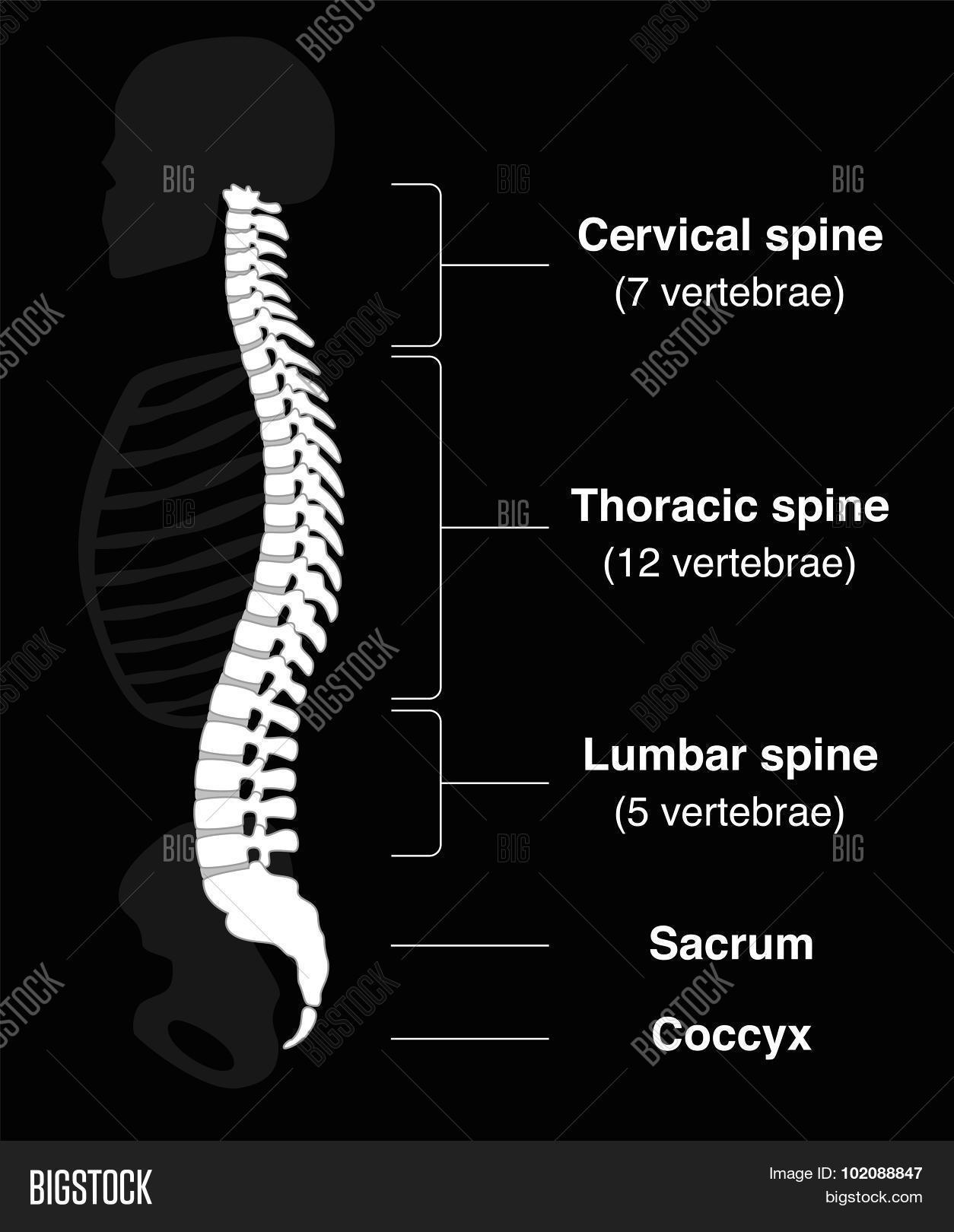 Backbone Black Vector & Photo (Free Trial) | Bigstock