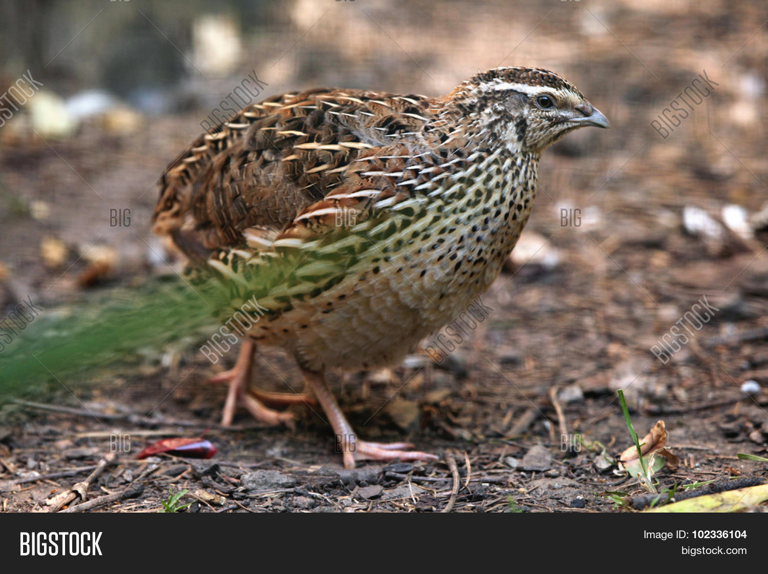 Japanese Quail ( Image & Photo (Free Trial) | Bigstock