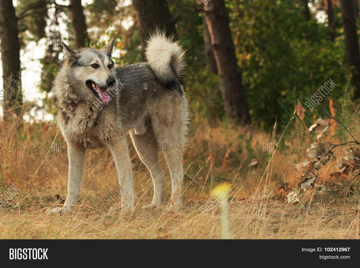 Grey Dog Wood Image & Photo (Free Trial) | Bigstock
