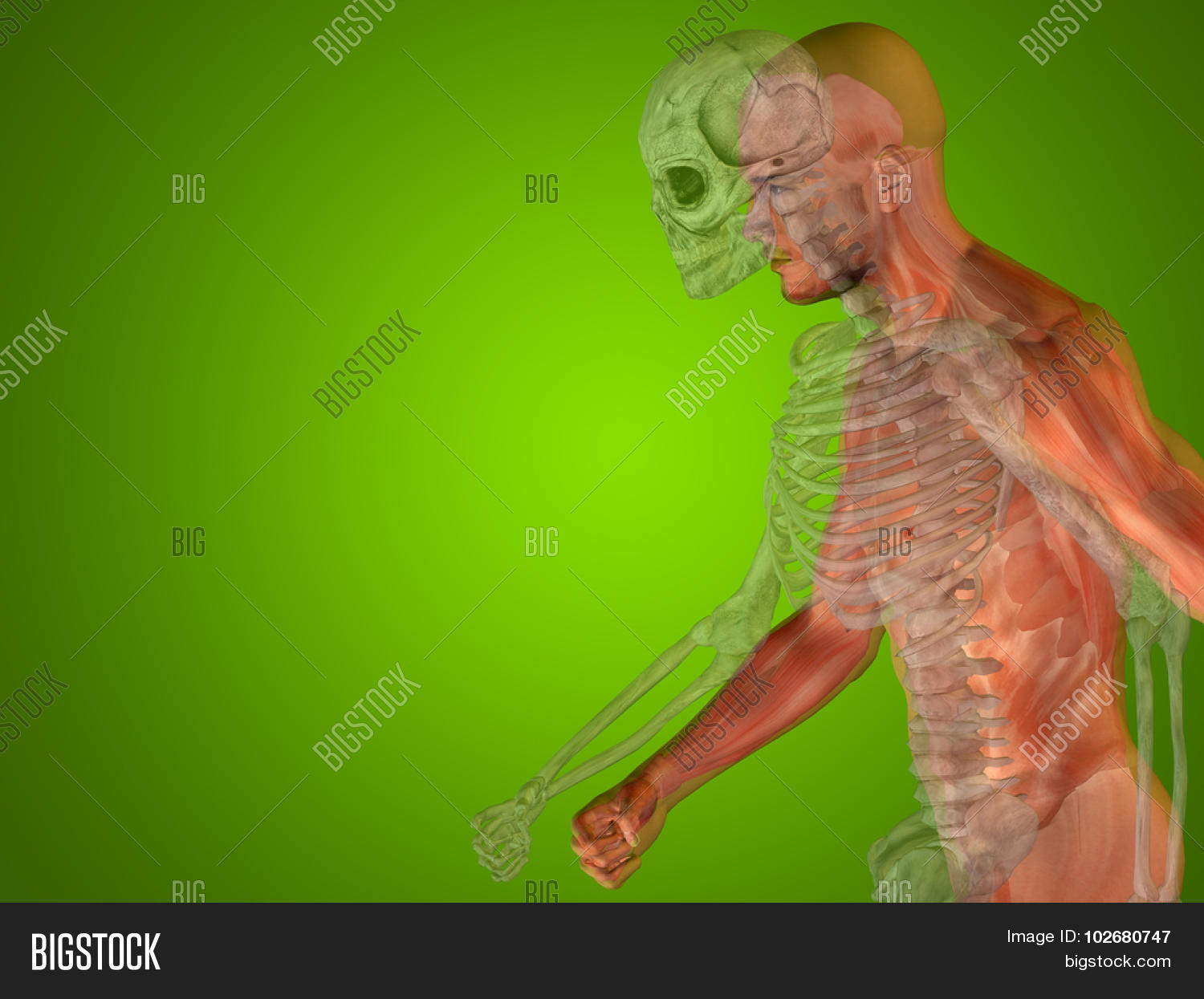 Anatomy Concept Image & Photo (Free Trial) | Bigstock