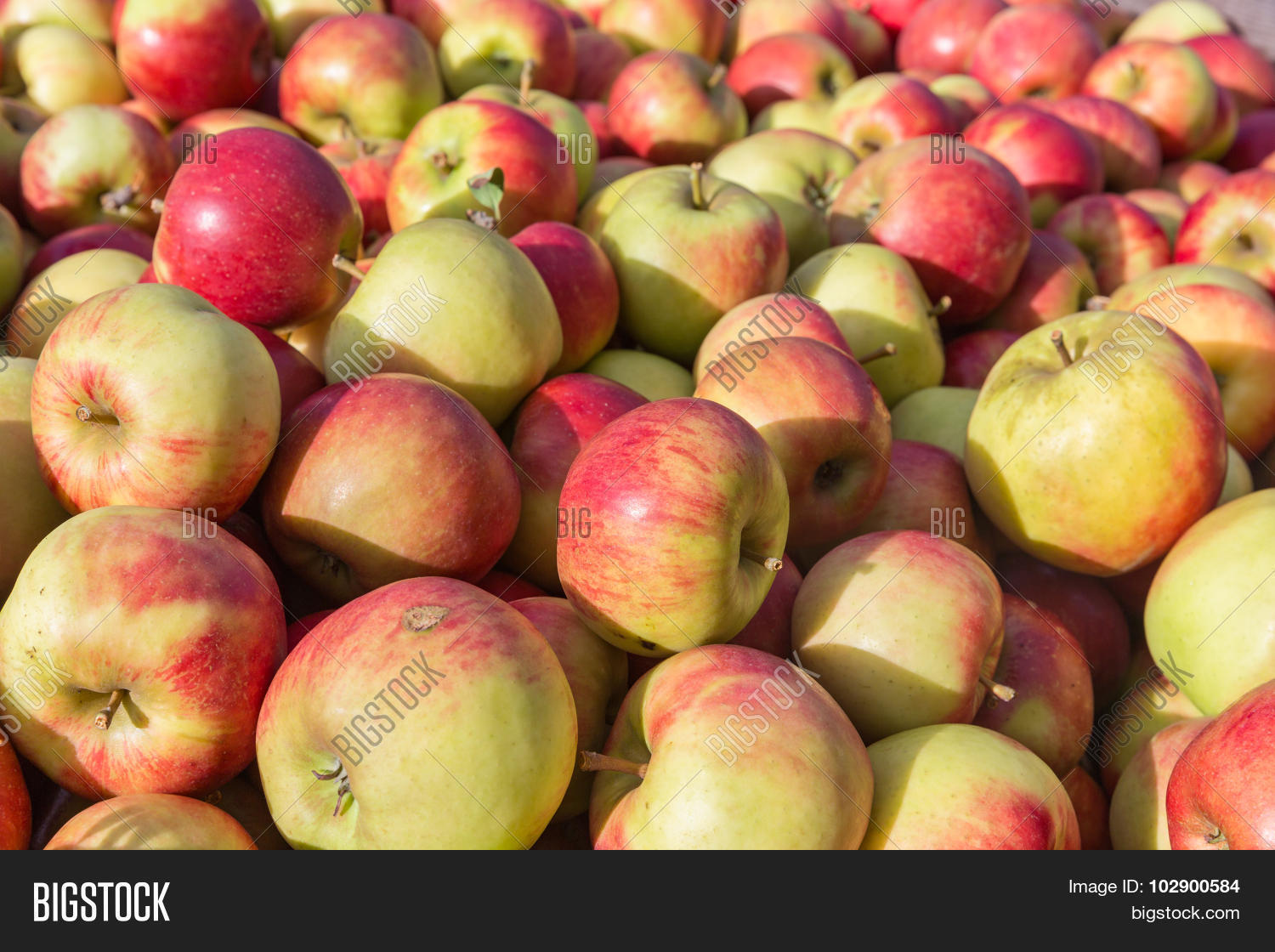 Picked Ripe Apples Image & Photo (Free Trial) | Bigstock