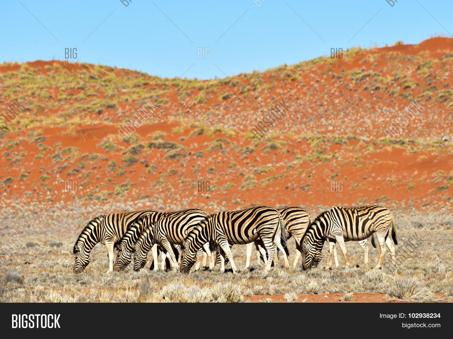 Zebra Desert Landscape Image & Photo (Free Trial) | Bigstock