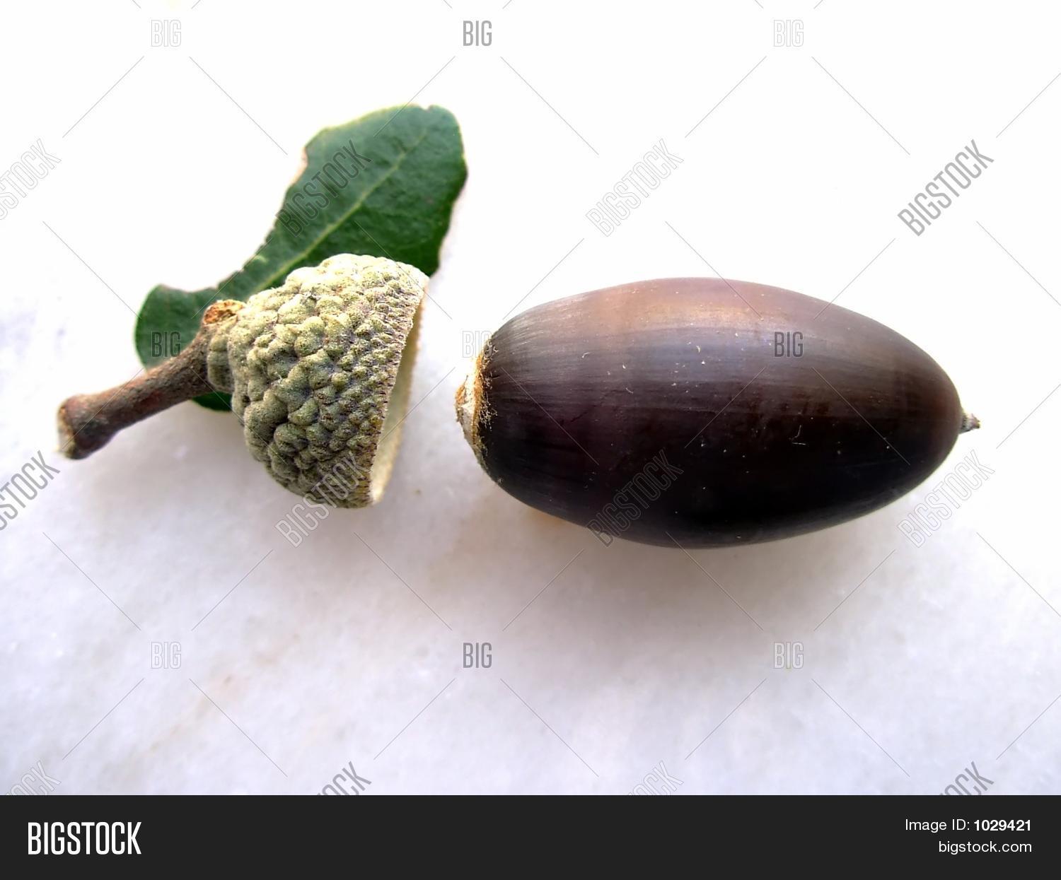 Oak Acorn Image & Photo (Free Trial) | Bigstock