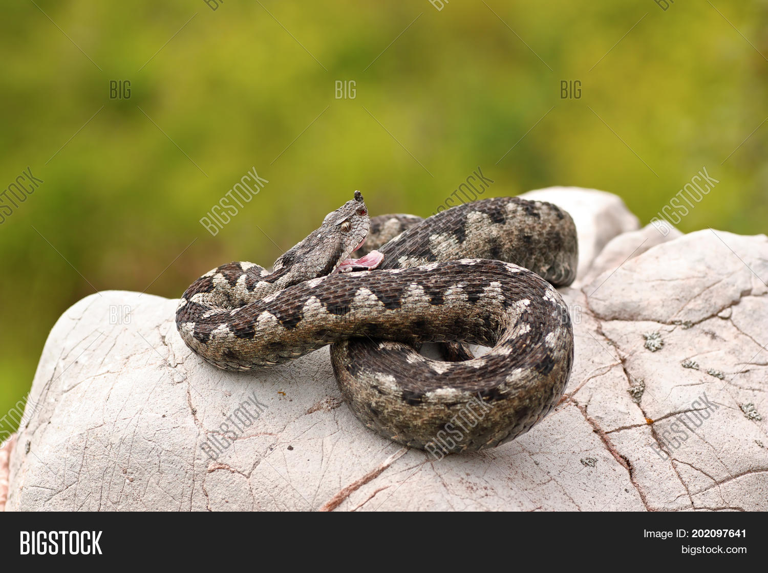 Aggressive Sand Viper Image & Photo (Free Trial) | Bigstock