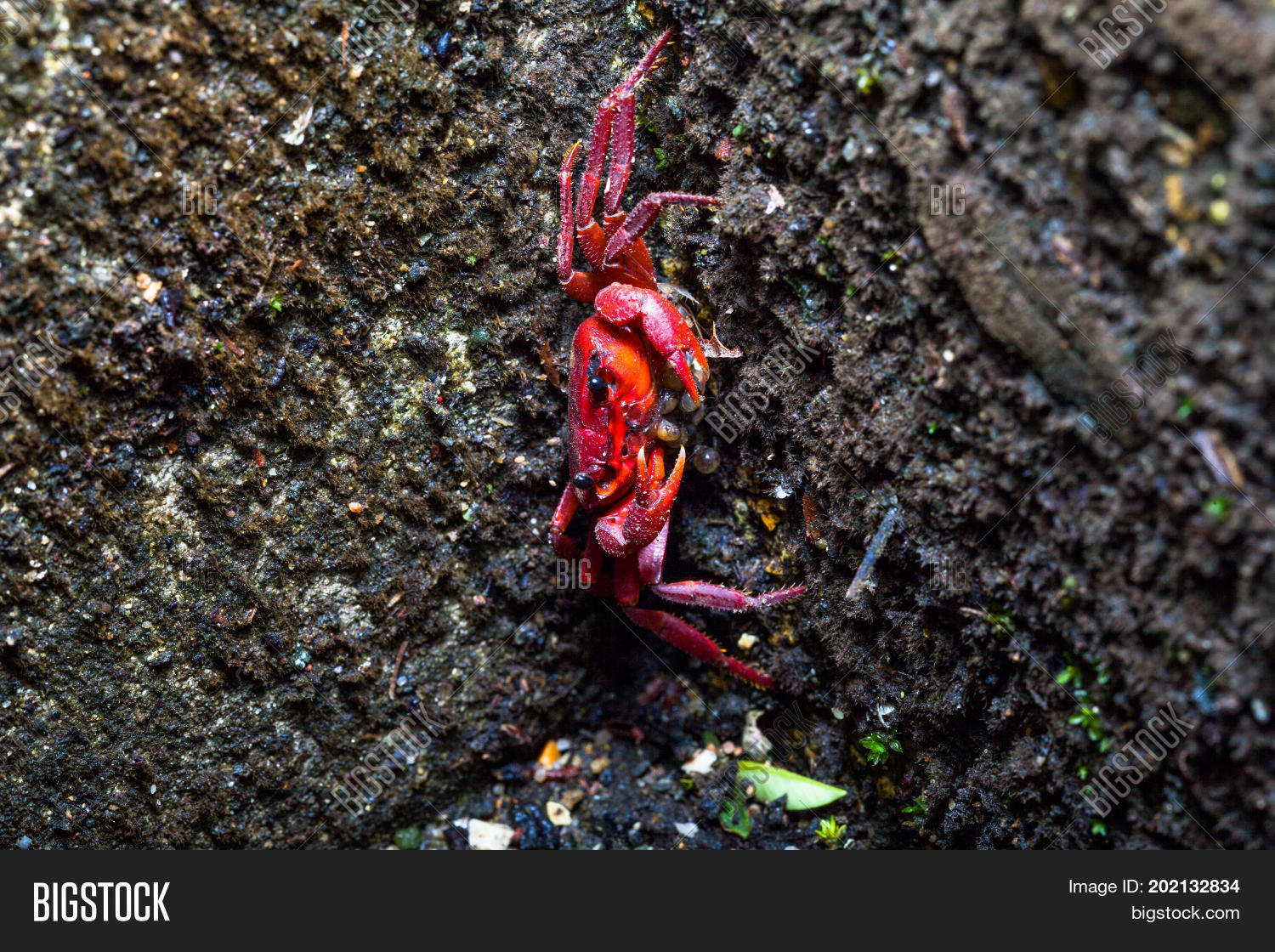 Small Red Crab Image & Photo (Free Trial) | Bigstock