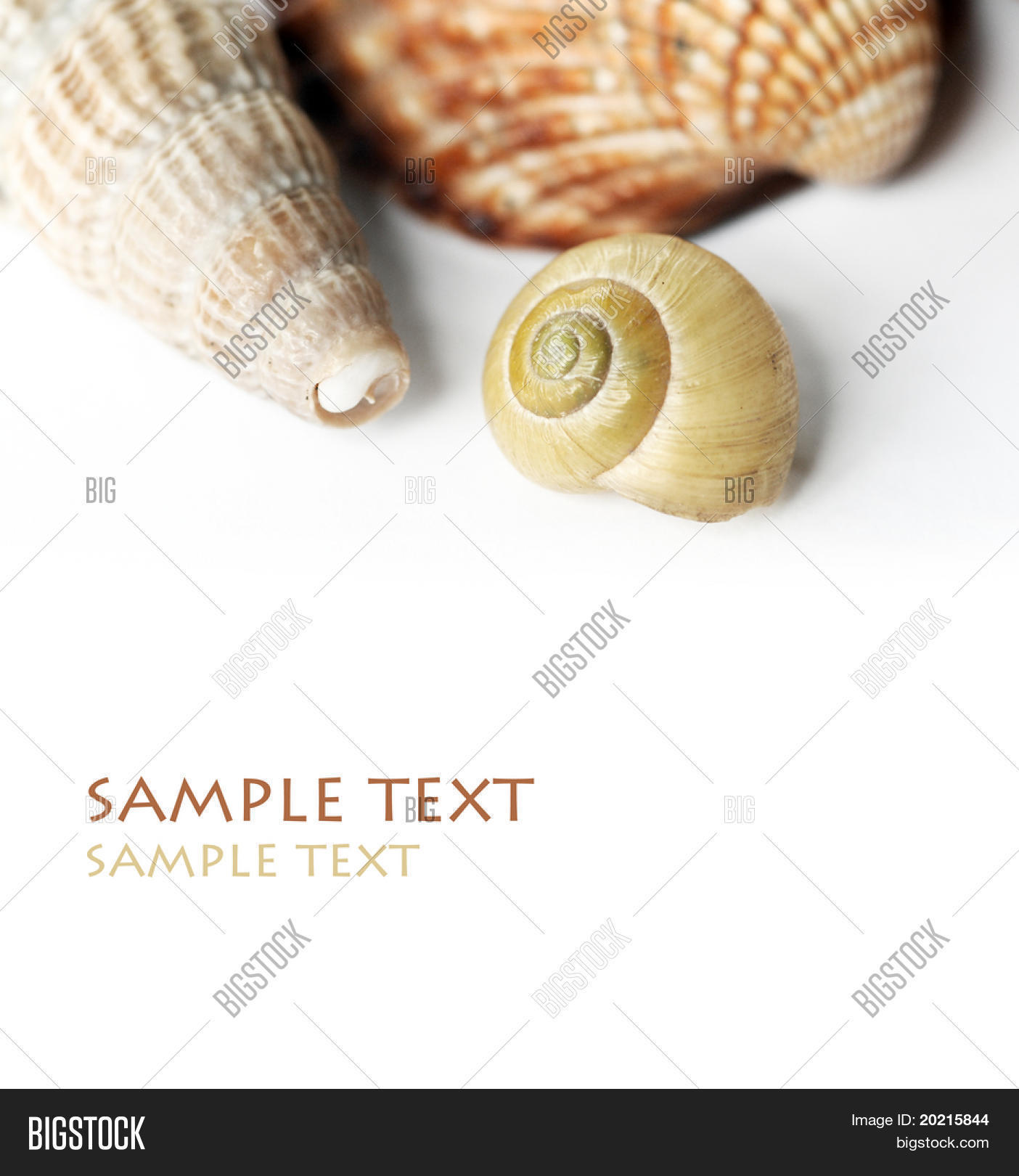 Lovely Seashells Image & Photo (Free Trial) | Bigstock