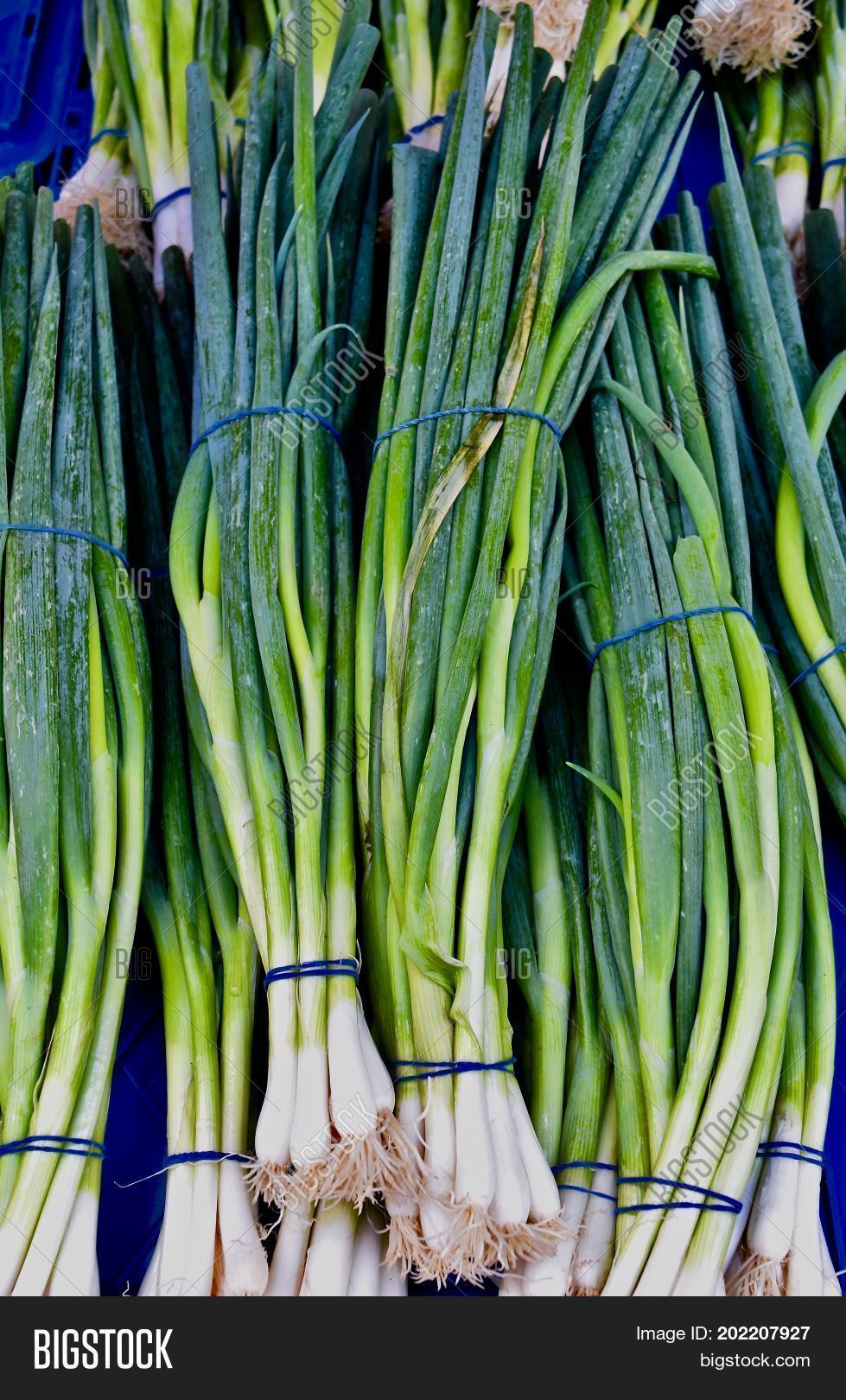 Young Leek Close , Image & Photo (Free Trial) | Bigstock