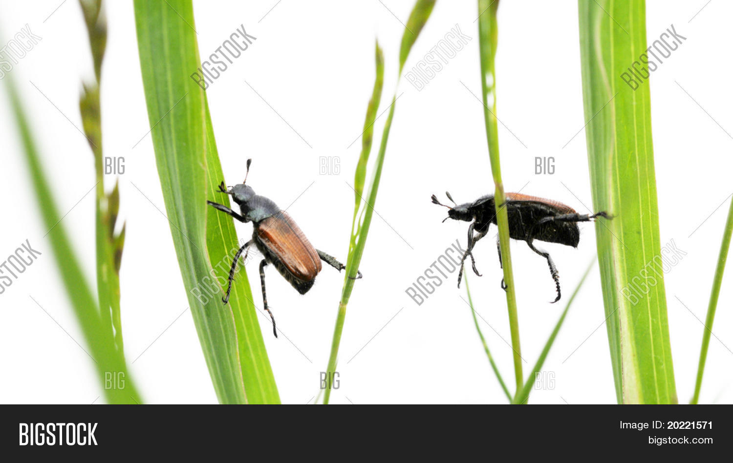 Two Beetles Amongst Image & Photo (Free Trial) | Bigstock