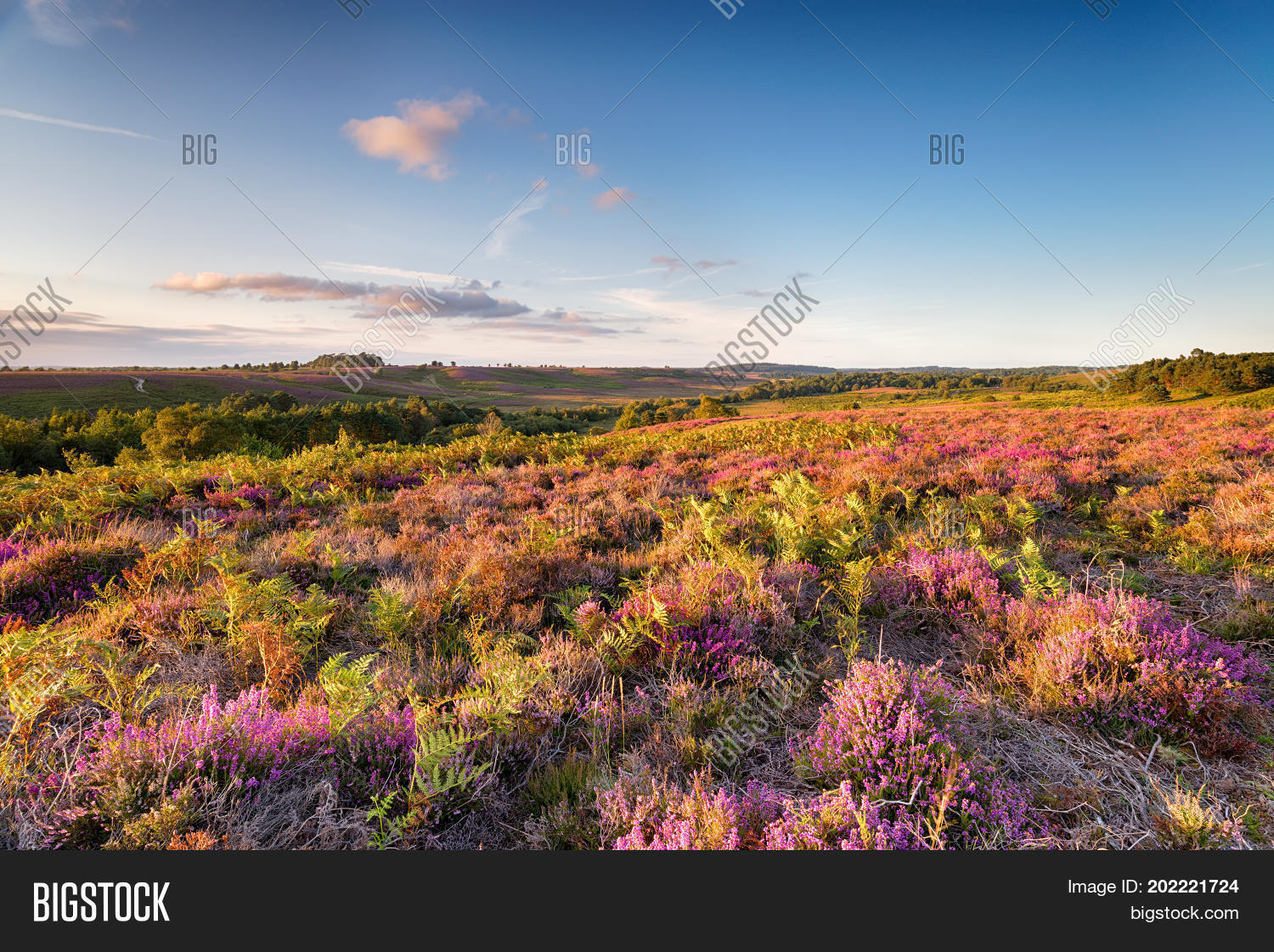 New Forest August Image & Photo (Free Trial) | Bigstock