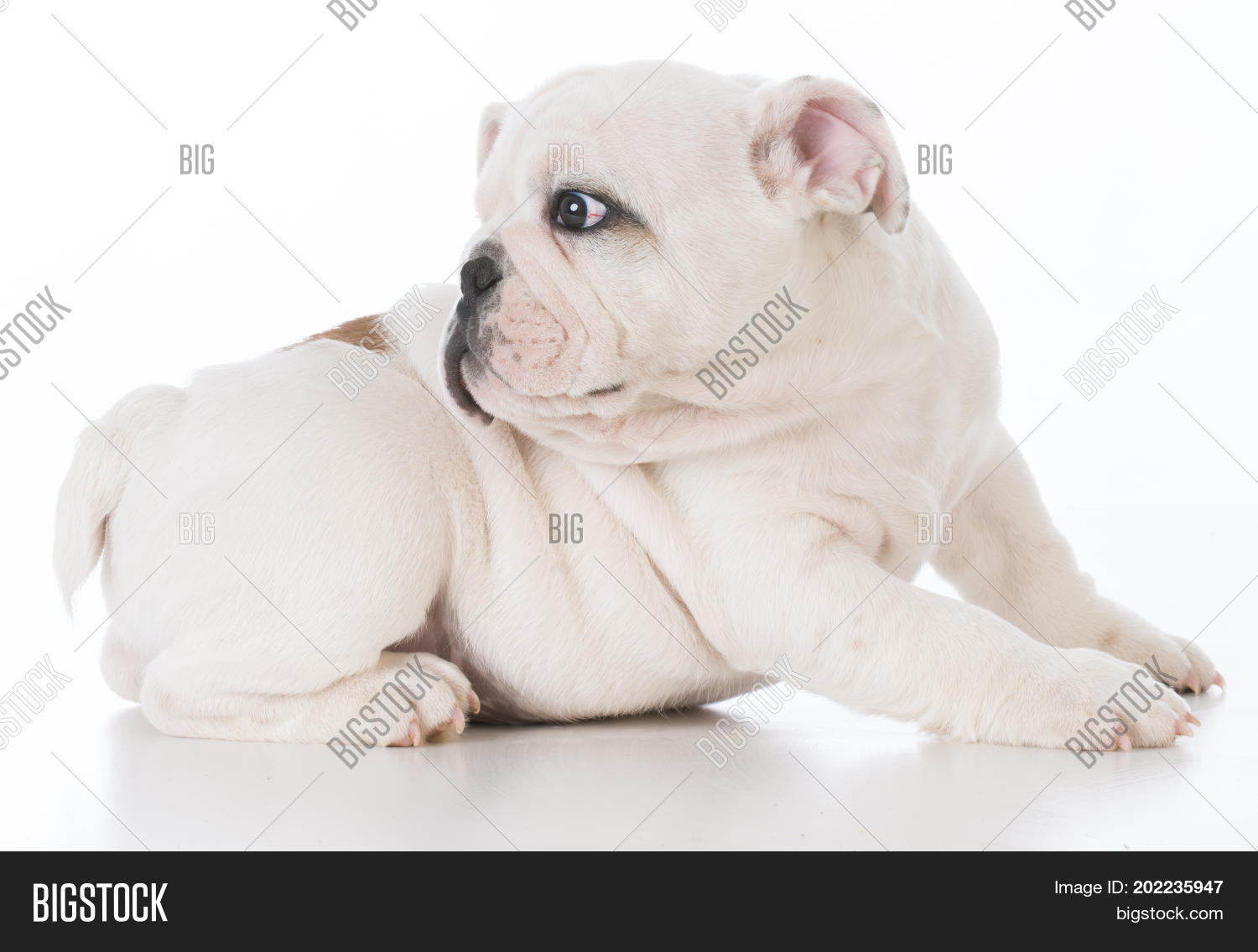 Male Bulldog Puppy On Image & Photo (Free Trial) | Bigstock
