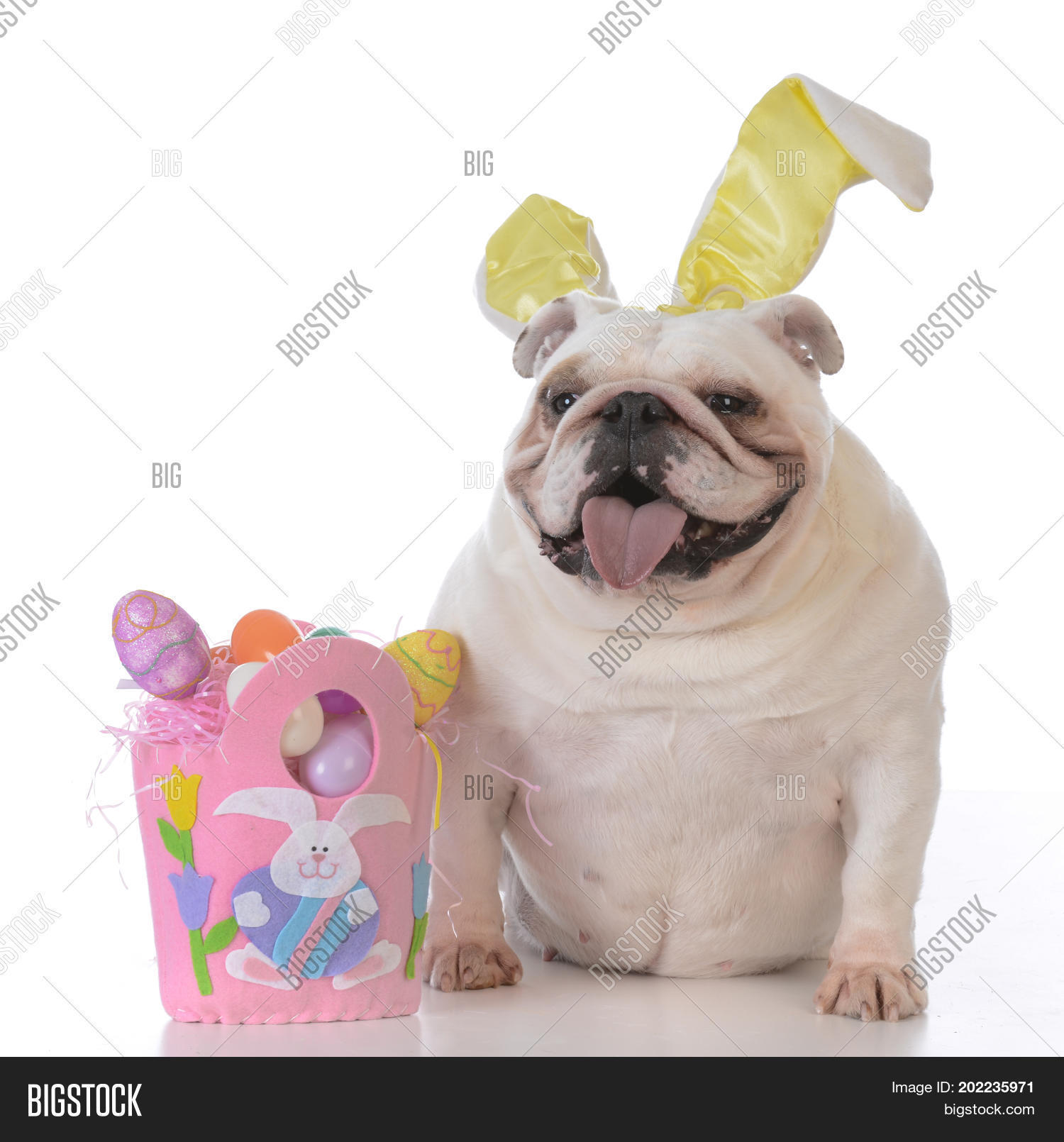 Dog Dressed Easter Image & Photo (Free Trial) | Bigstock