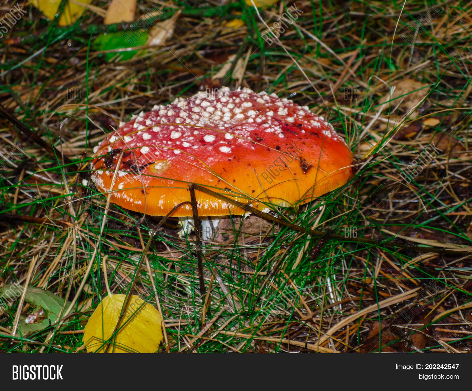 Red Cap Poisonous Fly Image & Photo (Free Trial) | Bigstock
