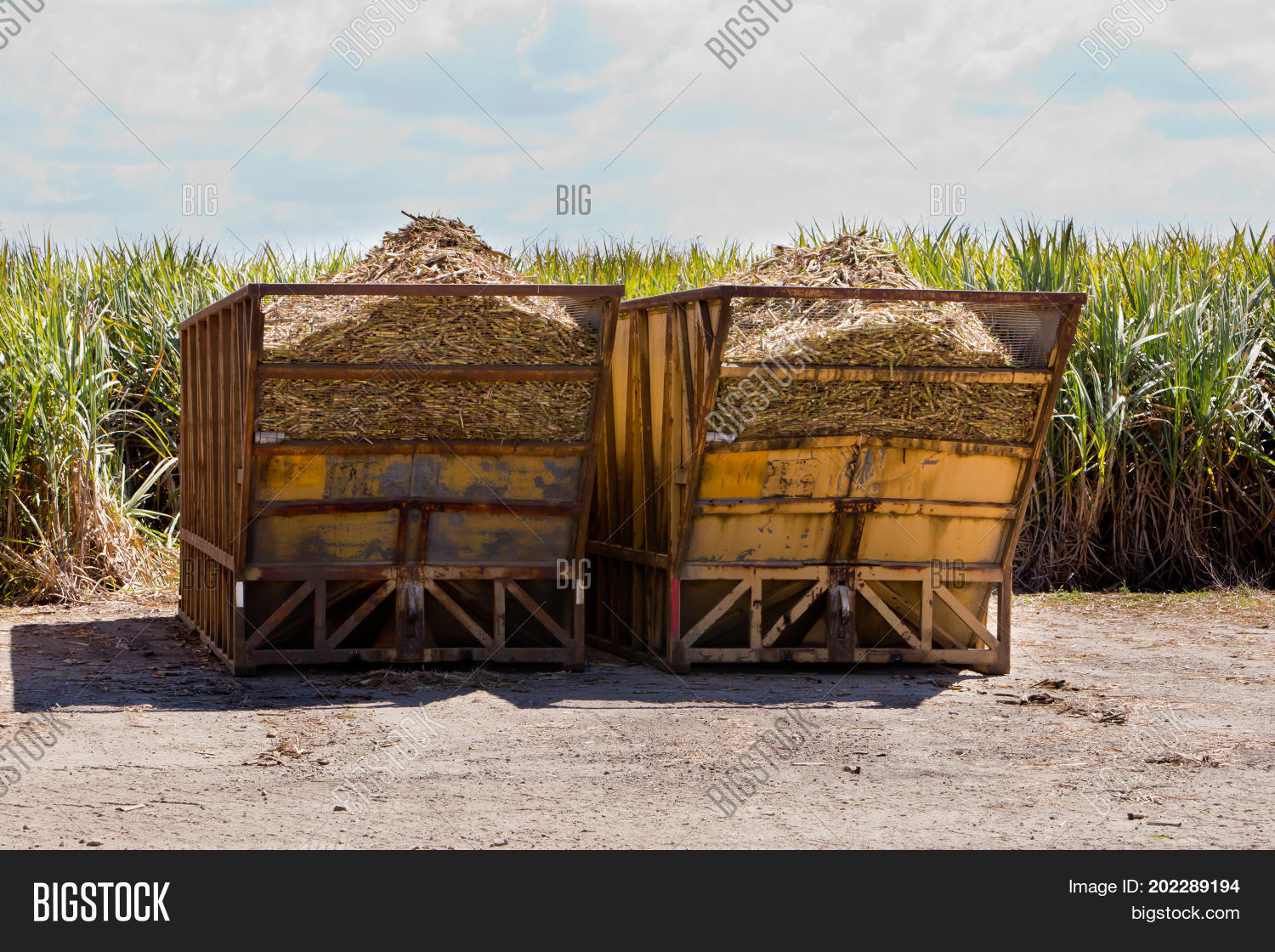 Sugar Cane Harvest Image & Photo (Free Trial) | Bigstock