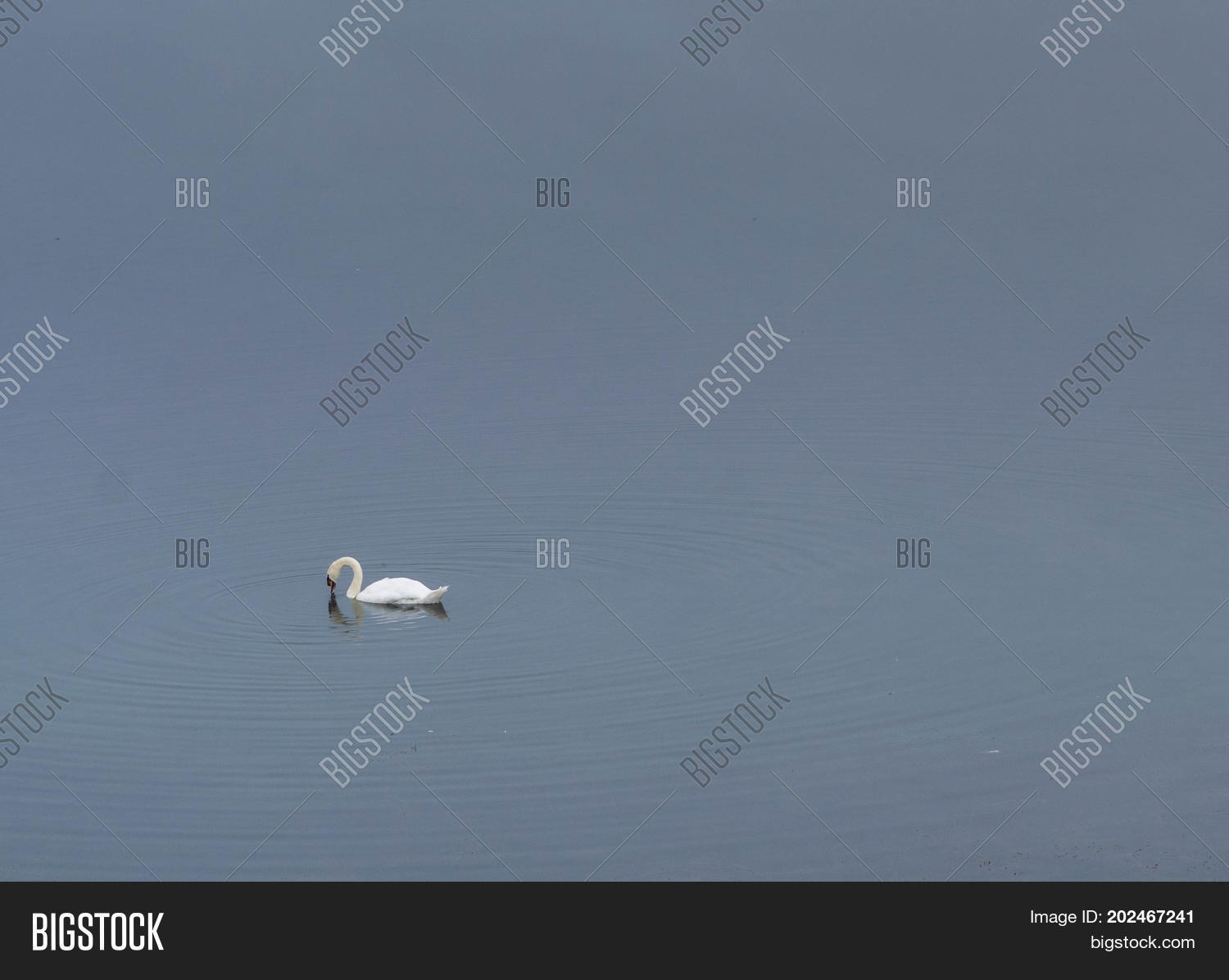 Bird Swimming Draycote Image & Photo (Free Trial) | Bigstock