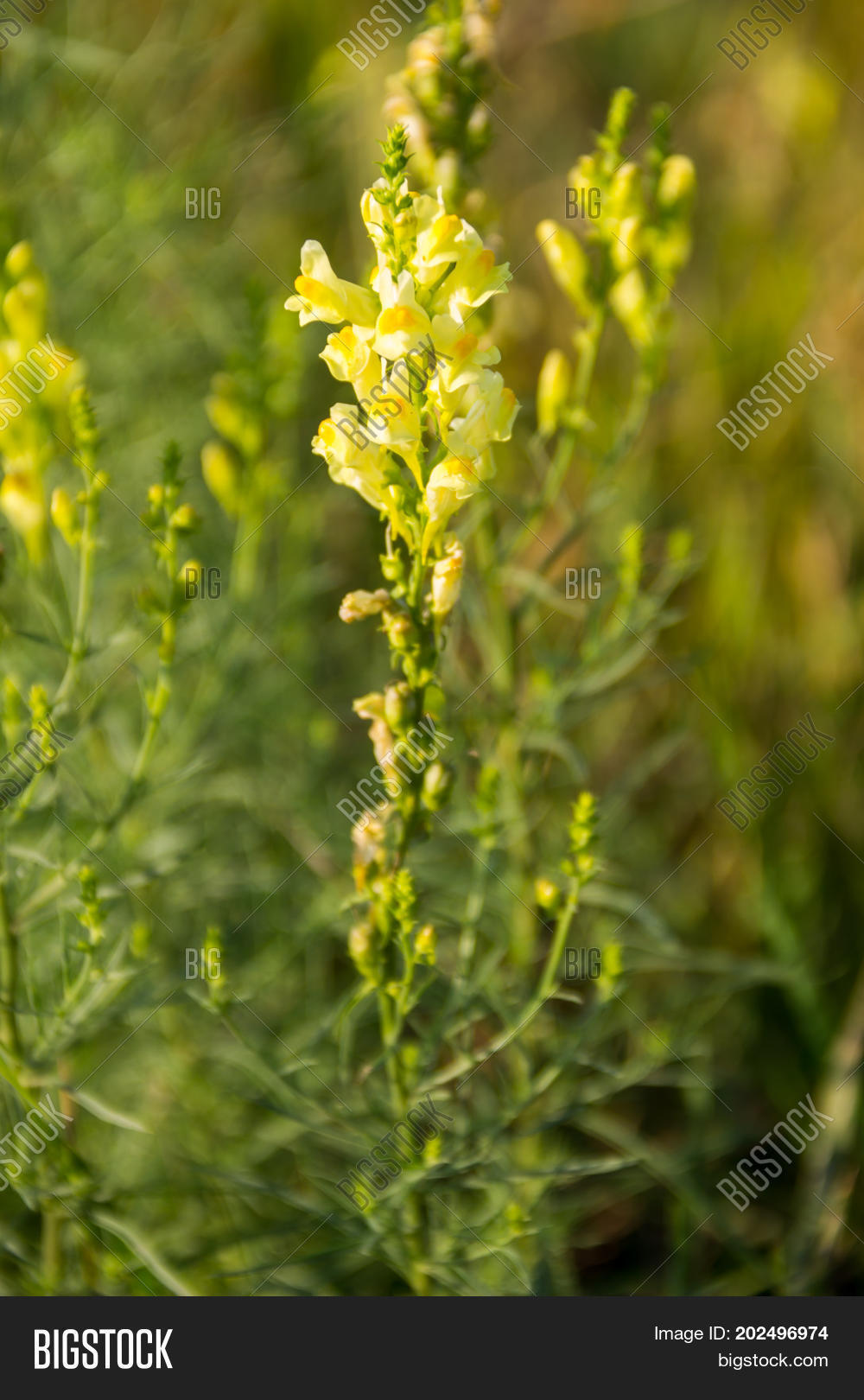 Yellow Toadflax ( Image & Photo (Free Trial) | Bigstock