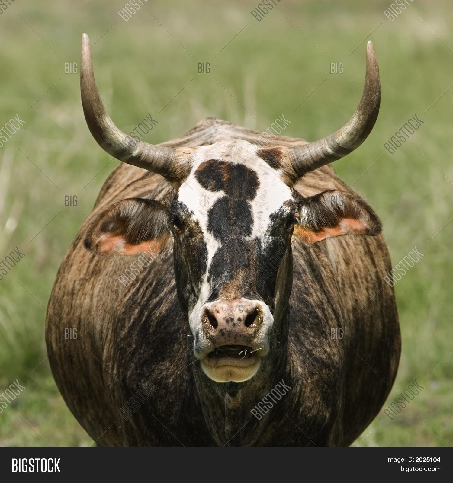 Fat Bull Image & Photo (Free Trial) | Bigstock