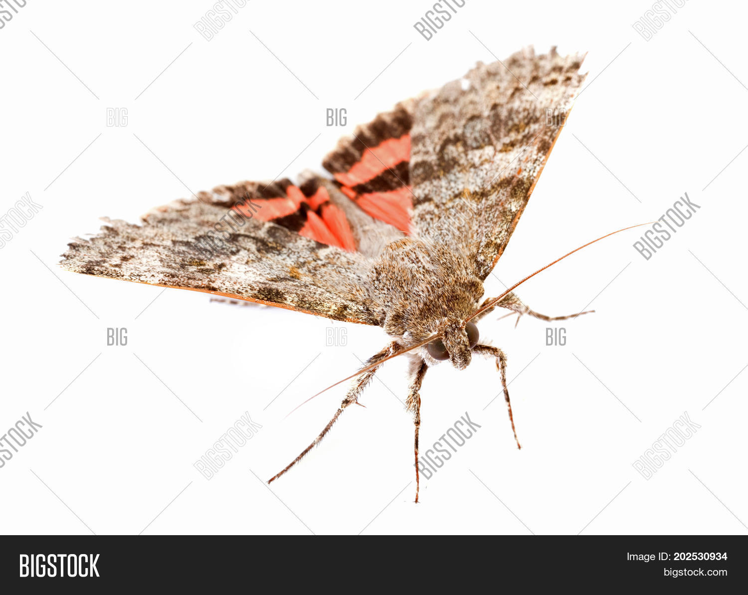 Red Underwing Image & Photo (Free Trial) | Bigstock