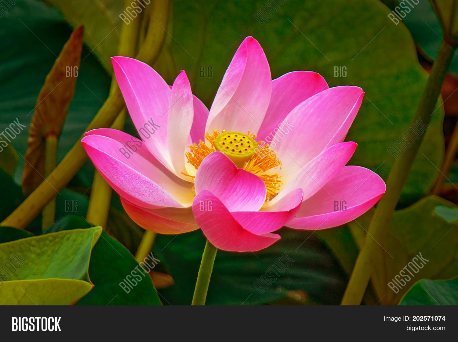 Large Lotus Flowers. Image & Photo (Free Trial) | Bigstock