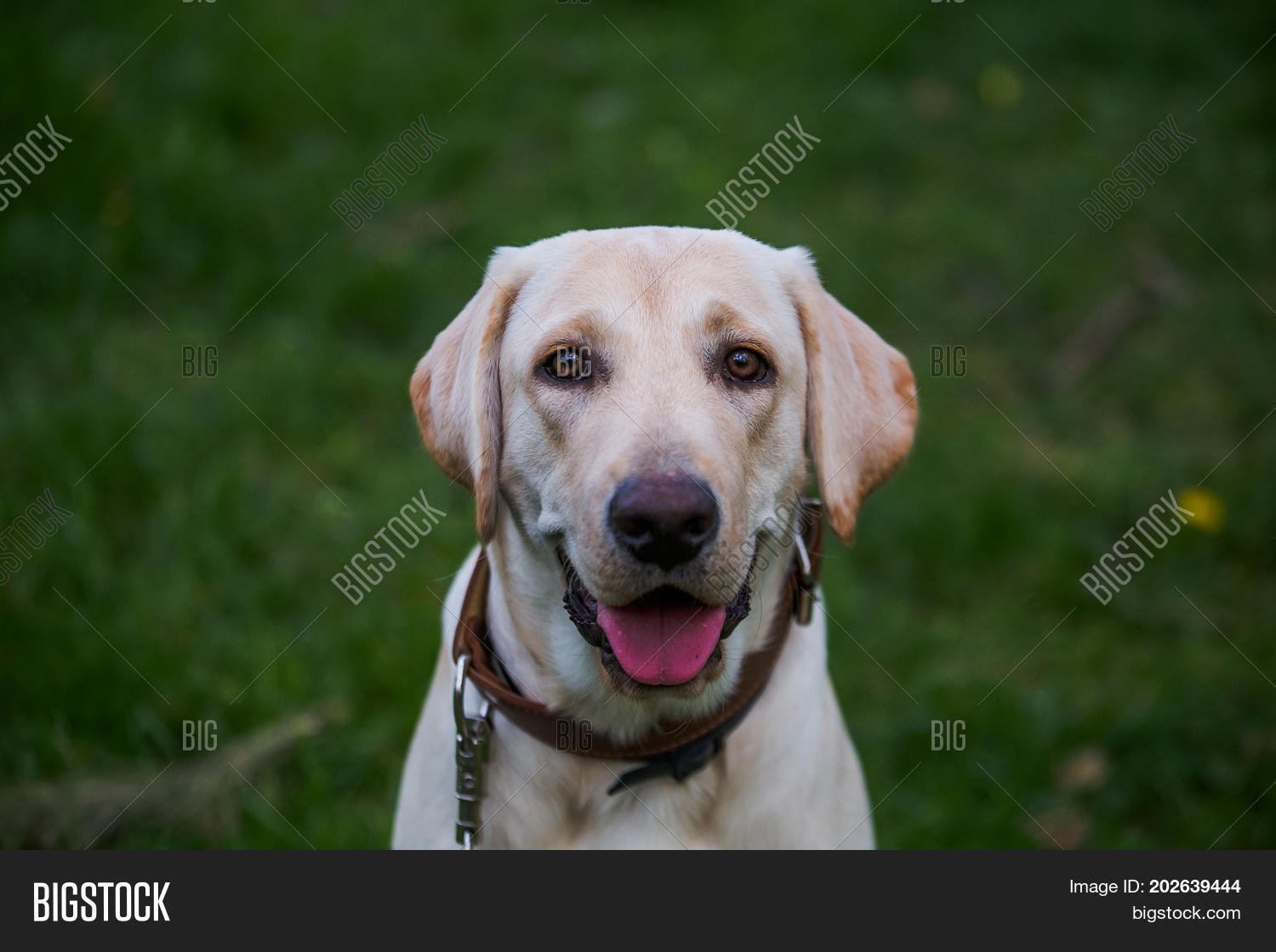 Smiling Labrador Image & Photo (Free Trial) | Bigstock