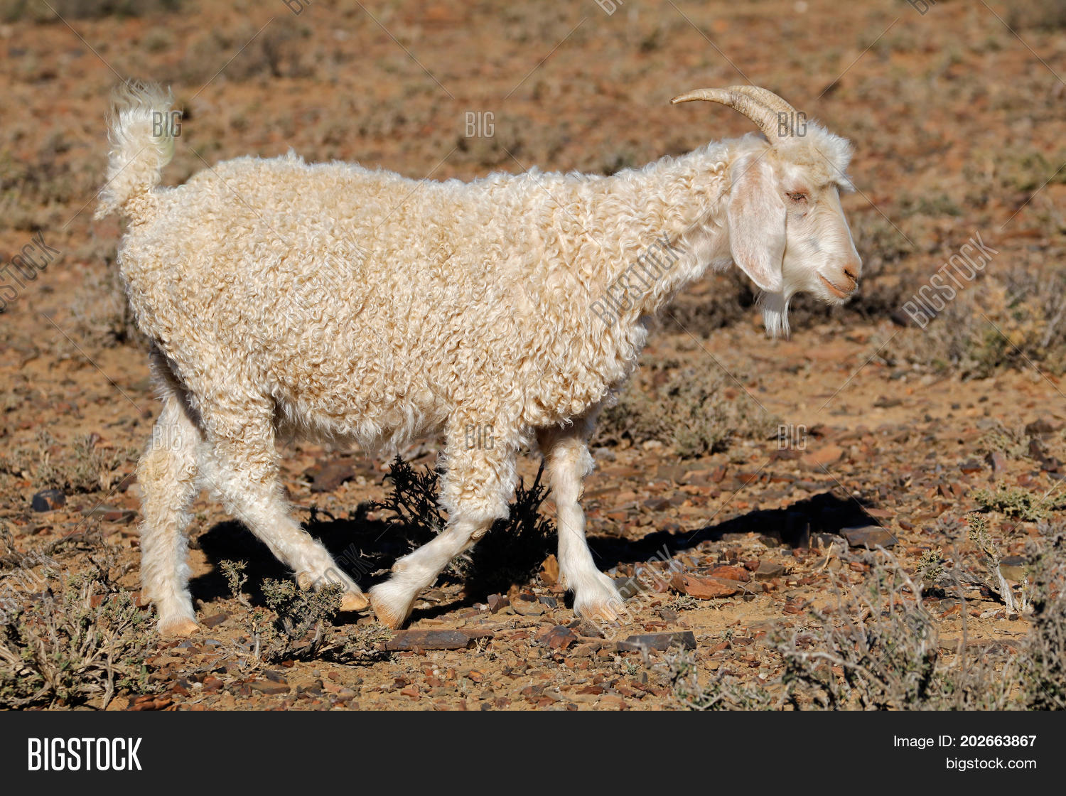 Angora Goat On Rural Image & Photo (Free Trial) | Bigstock