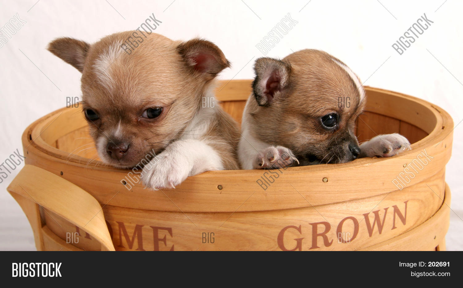 Pop- Puppies Image & Photo (Free Trial) | Bigstock
