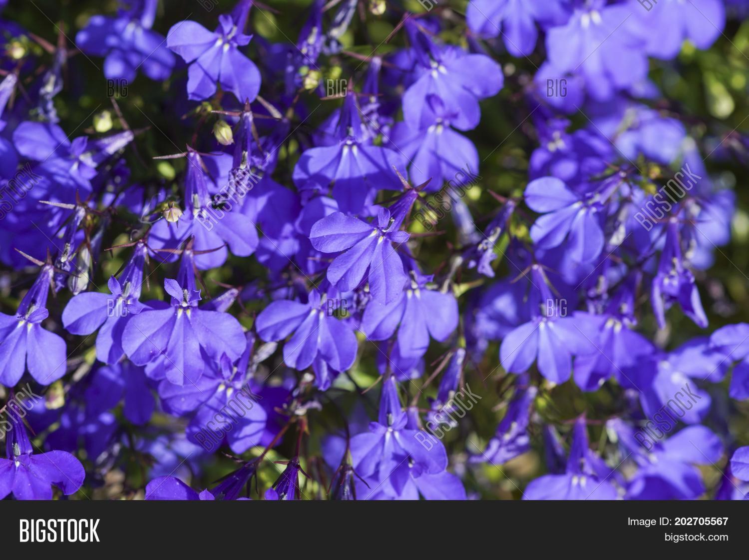 Colorful Lobelia Image & Photo (Free Trial) | Bigstock