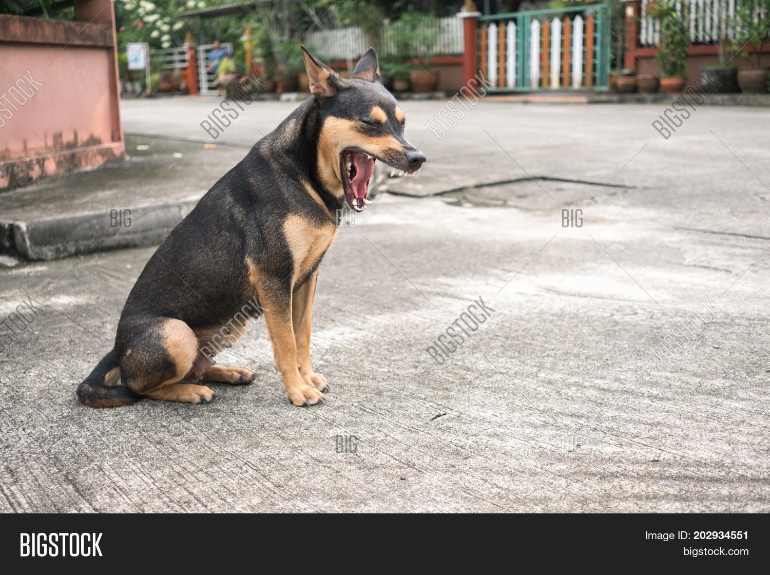 Black Dog Roaring Image & Photo (Free Trial) | Bigstock