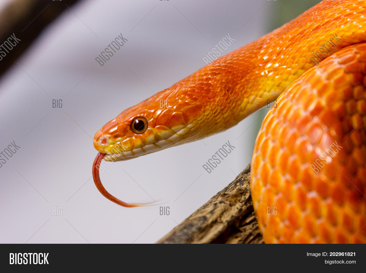 Orange Corn Snake Image & Photo (Free Trial) | Bigstock