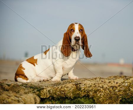 Basset Hound Sitting Image & Photo (Free Trial) | Bigstock