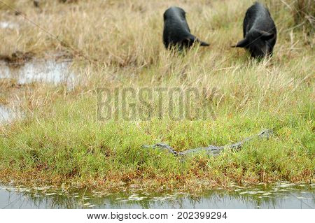 Medium Size Alligator Image & Photo (Free Trial) | Bigstock