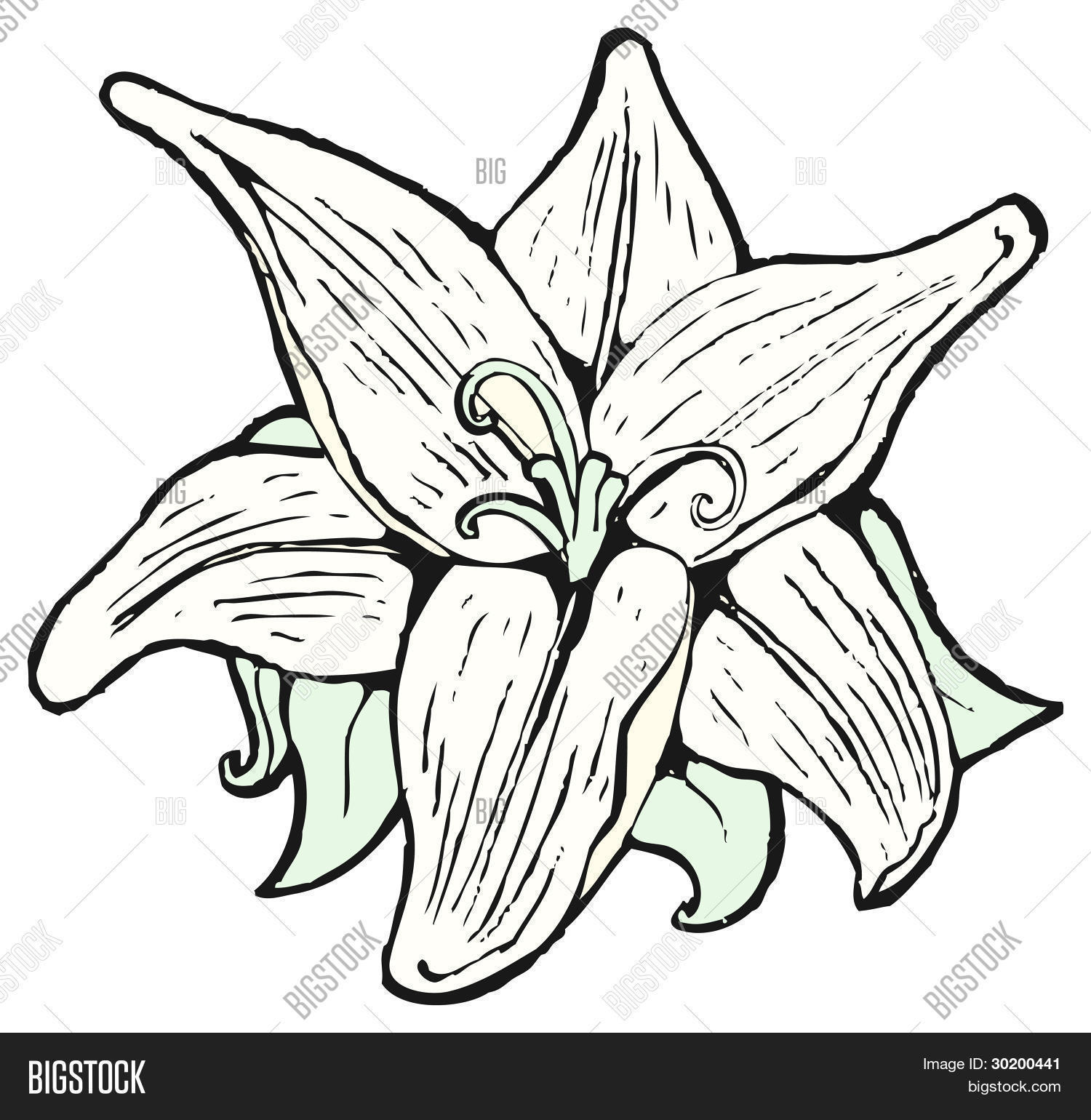 Cartoon Lily Flower Image & Photo (Free Trial) | Bigstock