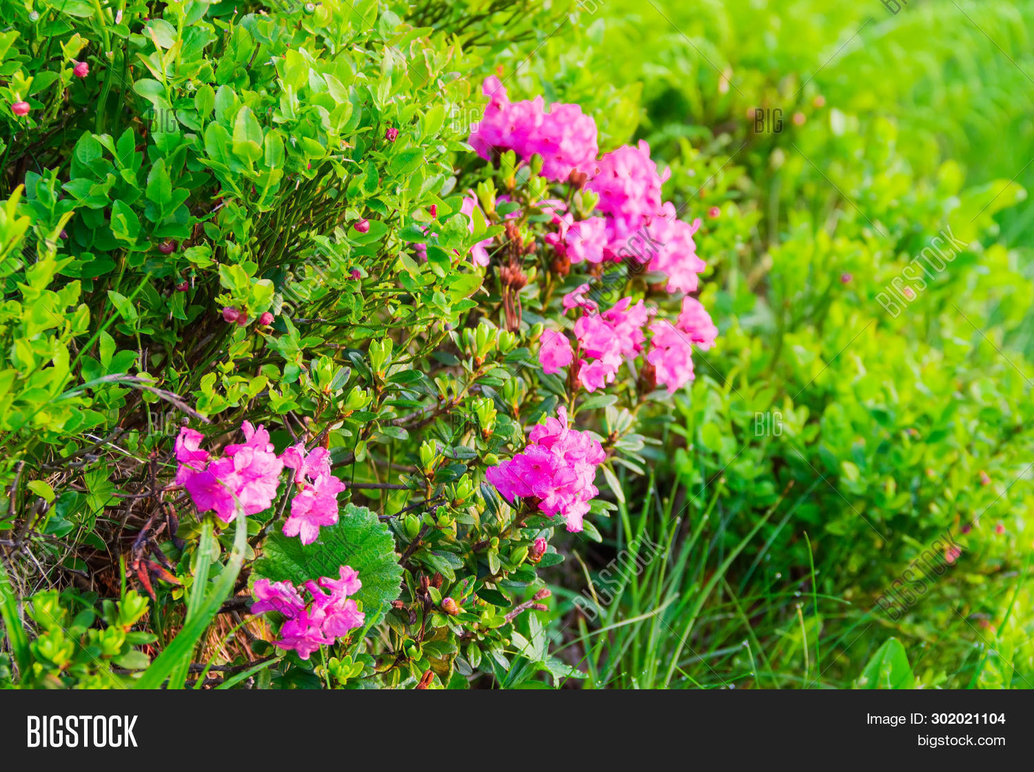 Evergreen Bush Image & Photo (Free Trial) | Bigstock