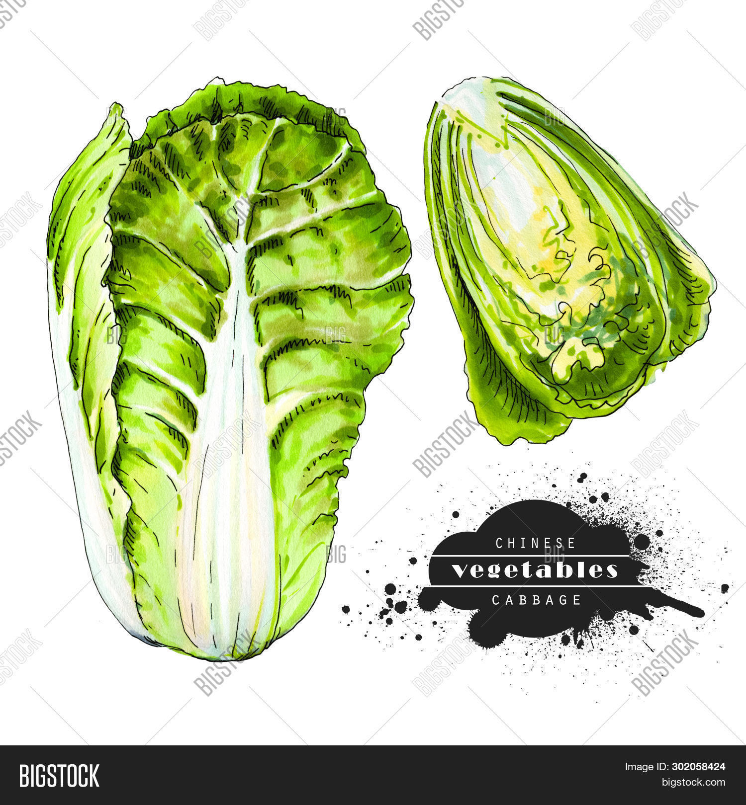 Chinese Cabbage Image & Photo (Free Trial) | Bigstock