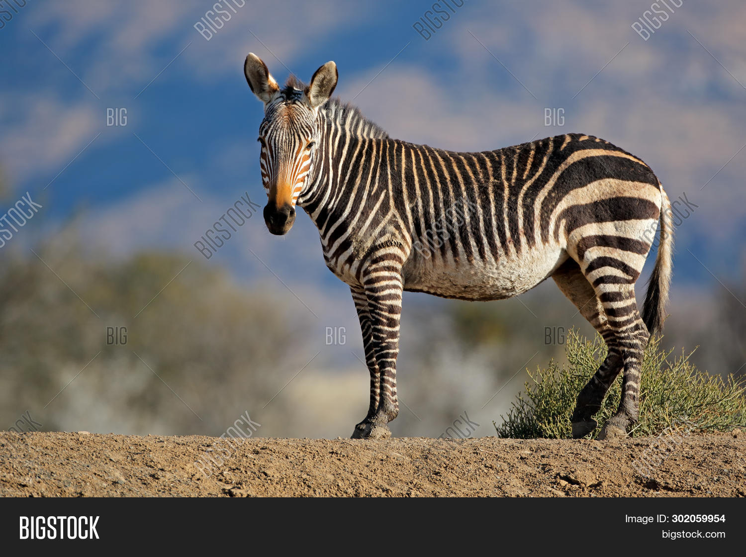 Cape Mountain Zebra ( Image & Photo (Free Trial) | Bigstock