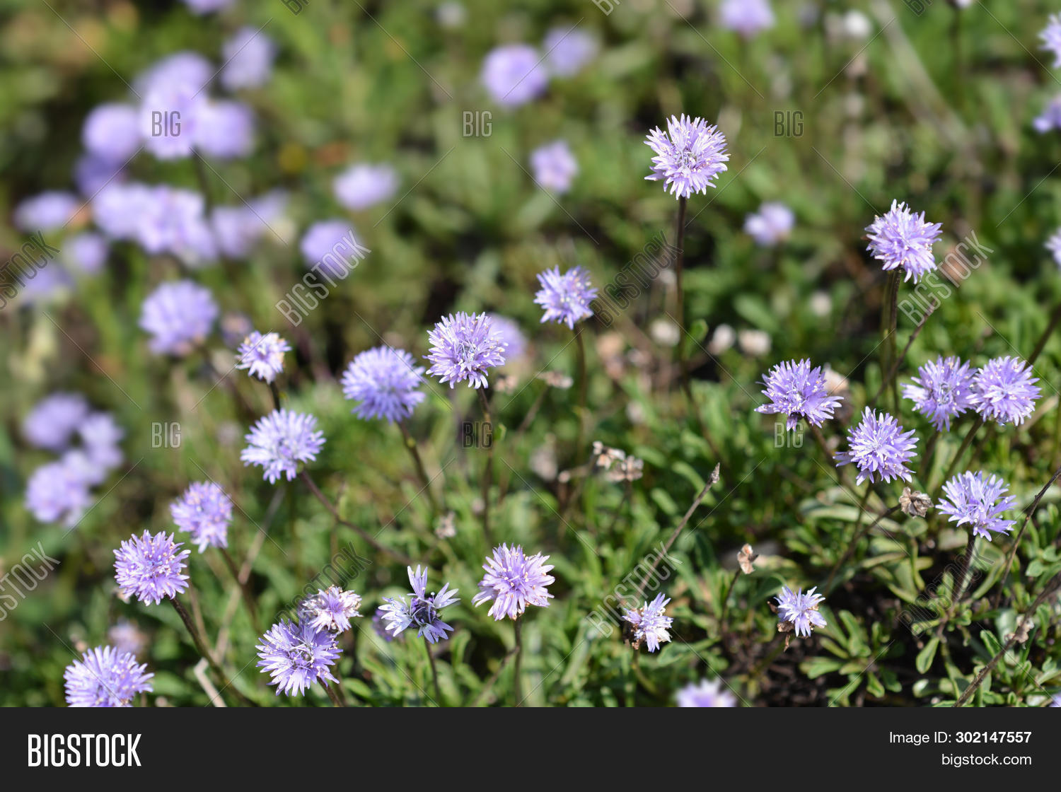 Globe Daisy - Latin Image & Photo (Free Trial) | Bigstock