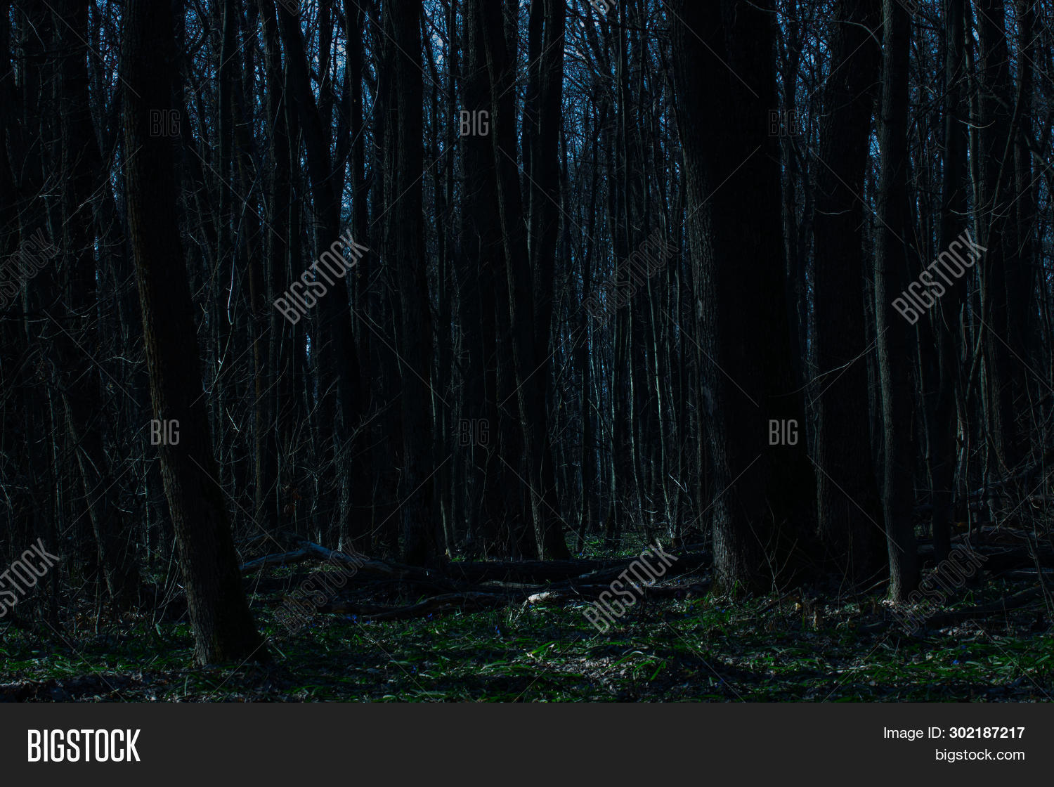 Enchanting Night Image & Photo (Free Trial) | Bigstock