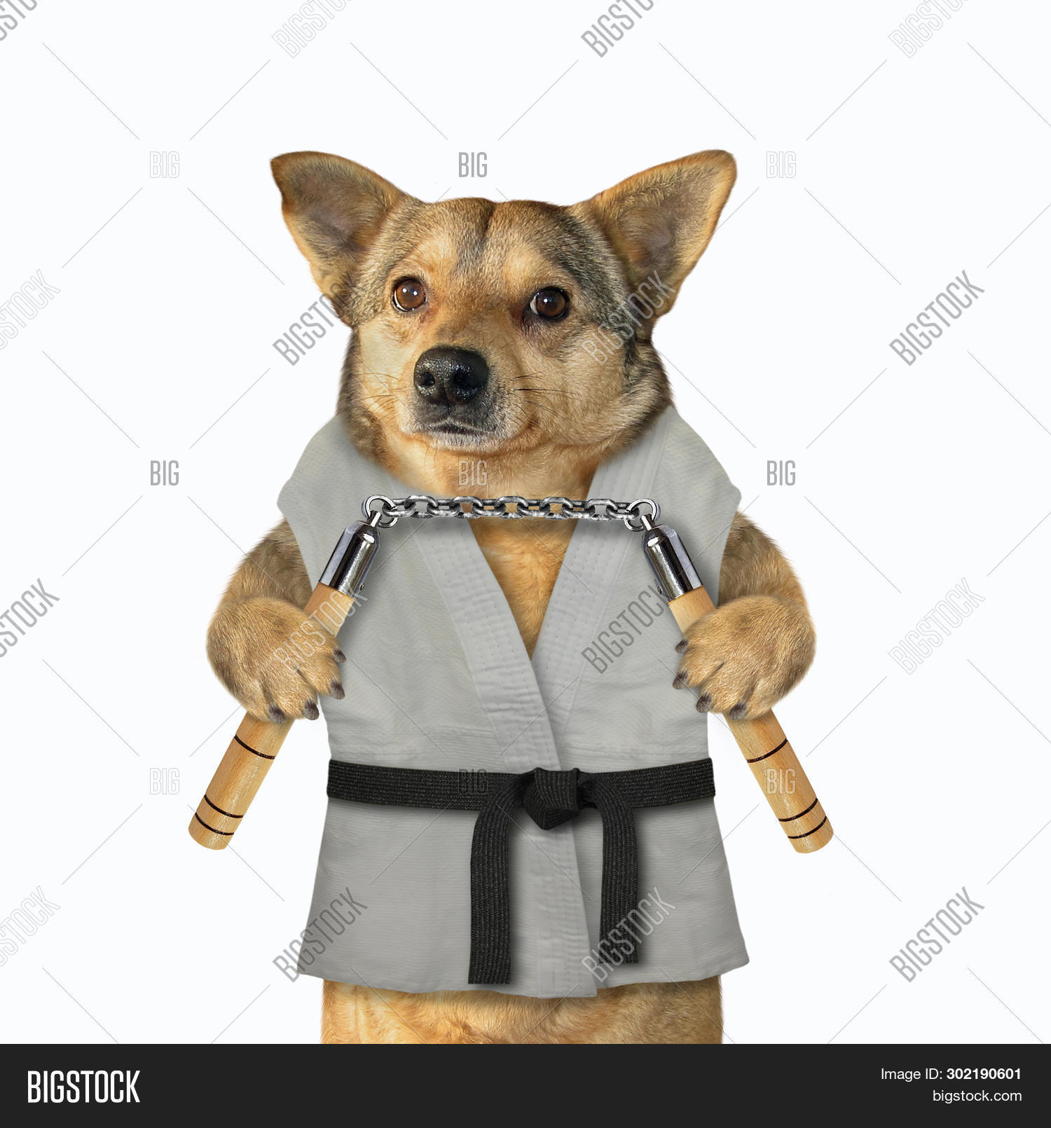 Dog Karate Fighter Image & Photo (Free Trial) | Bigstock