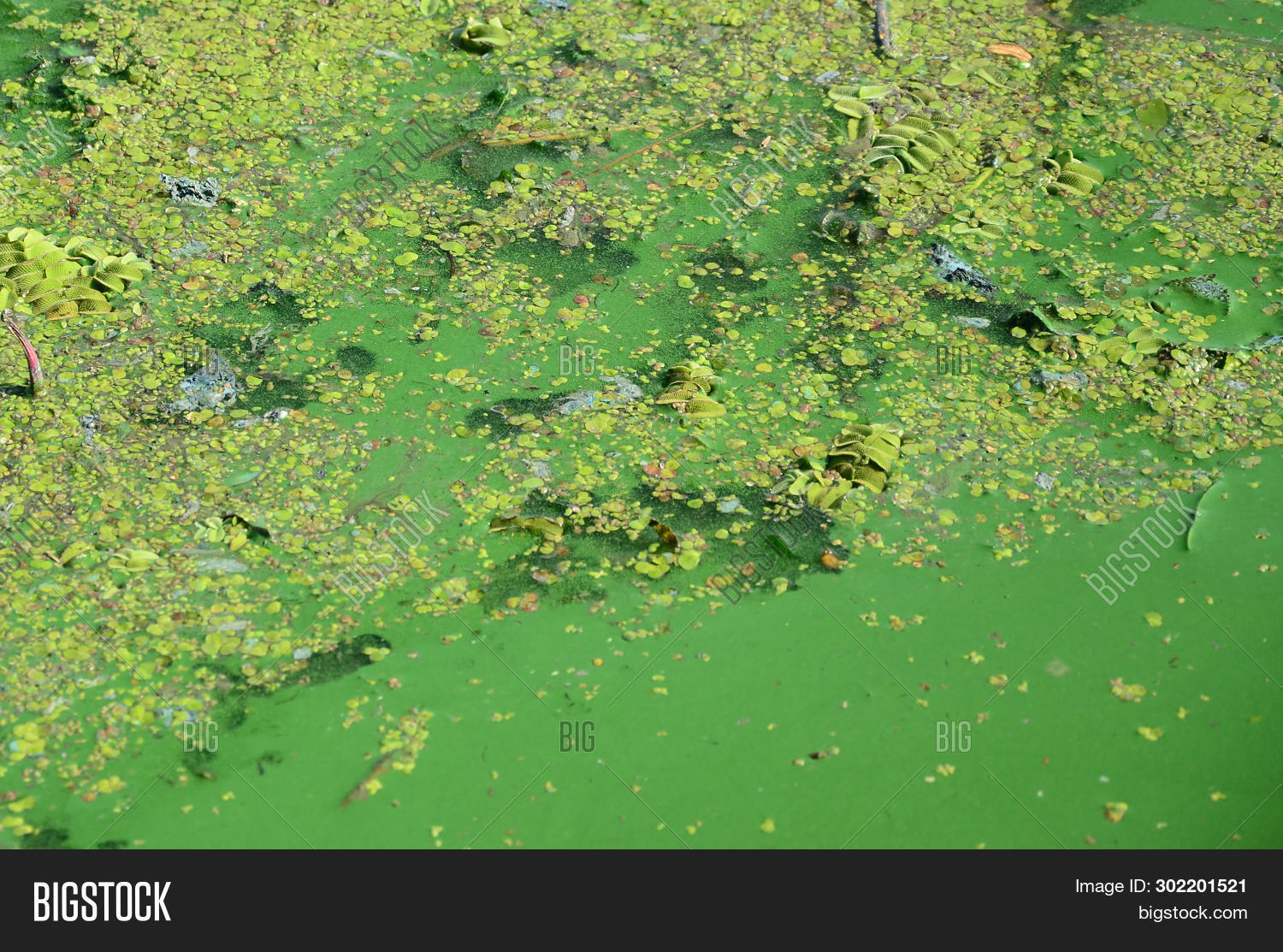 Surface Old Swamp Image & Photo (Free Trial) | Bigstock