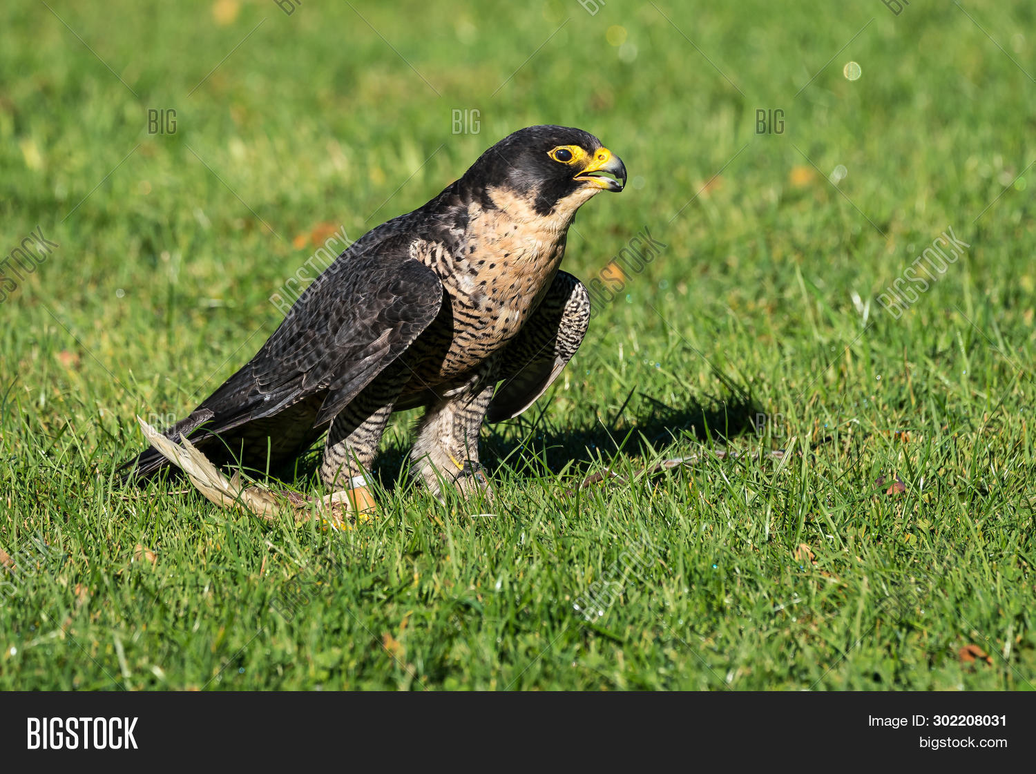 Peregrine Falcon, Image & Photo (Free Trial) | Bigstock