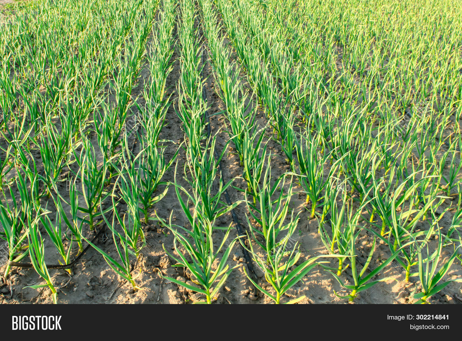 Rows Young Leek Grow Image & Photo (Free Trial) | Bigstock