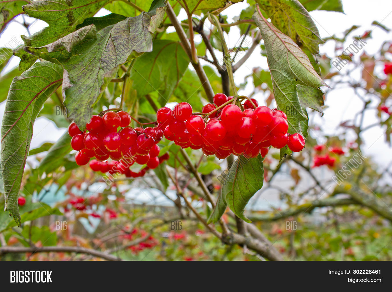 Autumn Juicy Viburnum Image & Photo (Free Trial) | Bigstock