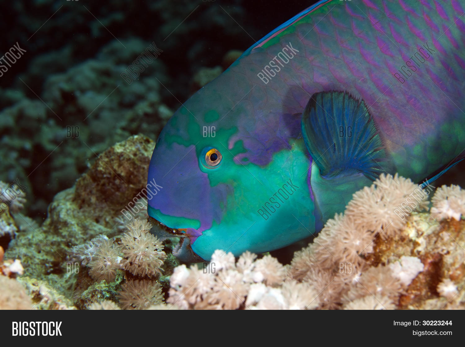Parrotfish Red Sea Image & Photo (Free Trial) | Bigstock