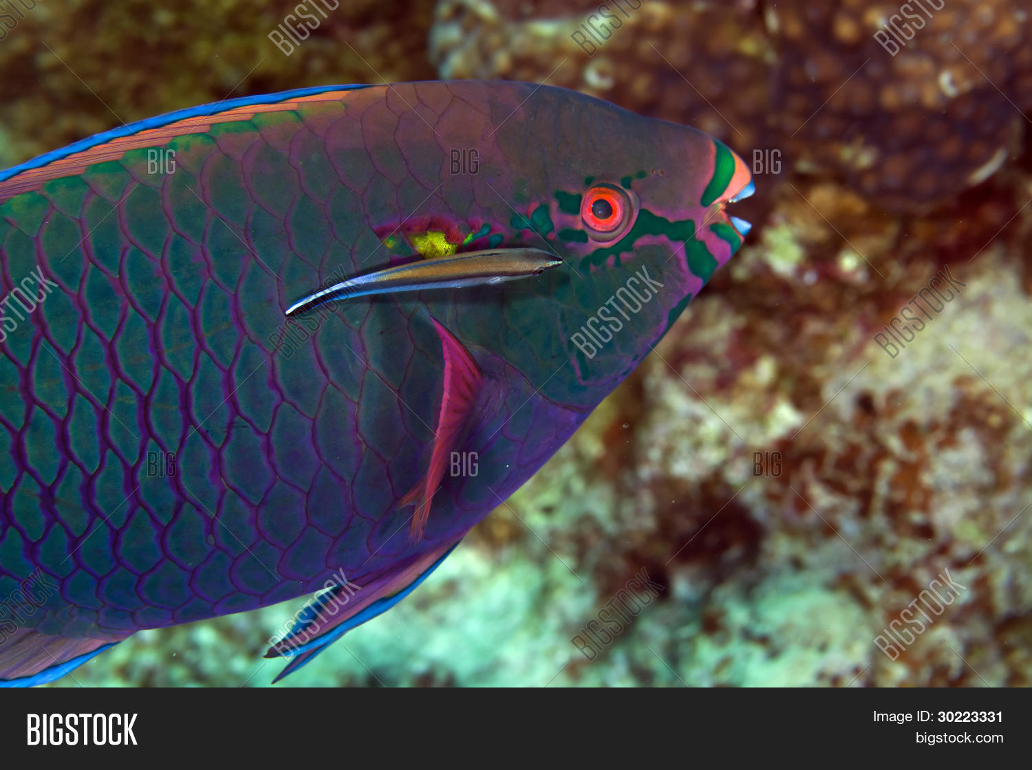 Parrotfish De Red Sea Image & Photo (Free Trial) | Bigstock