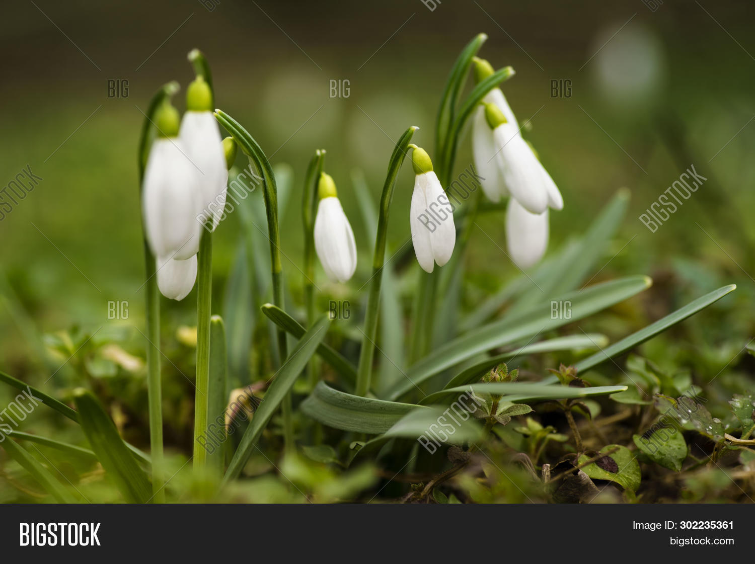 Snowdrop Spring Image & Photo (Free Trial) | Bigstock
