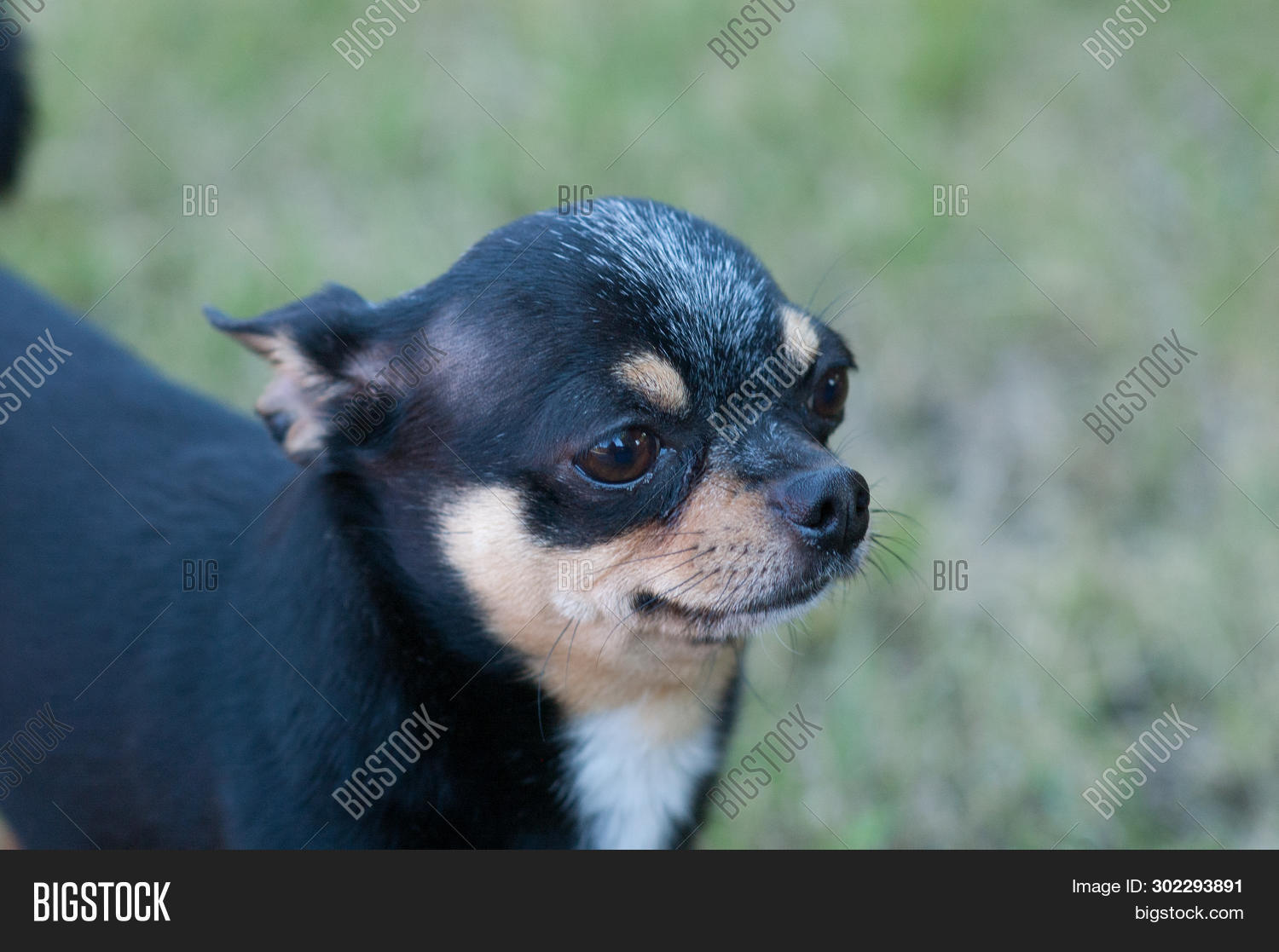 Pretty Brown Chihuahua Image & Photo (Free Trial) | Bigstock