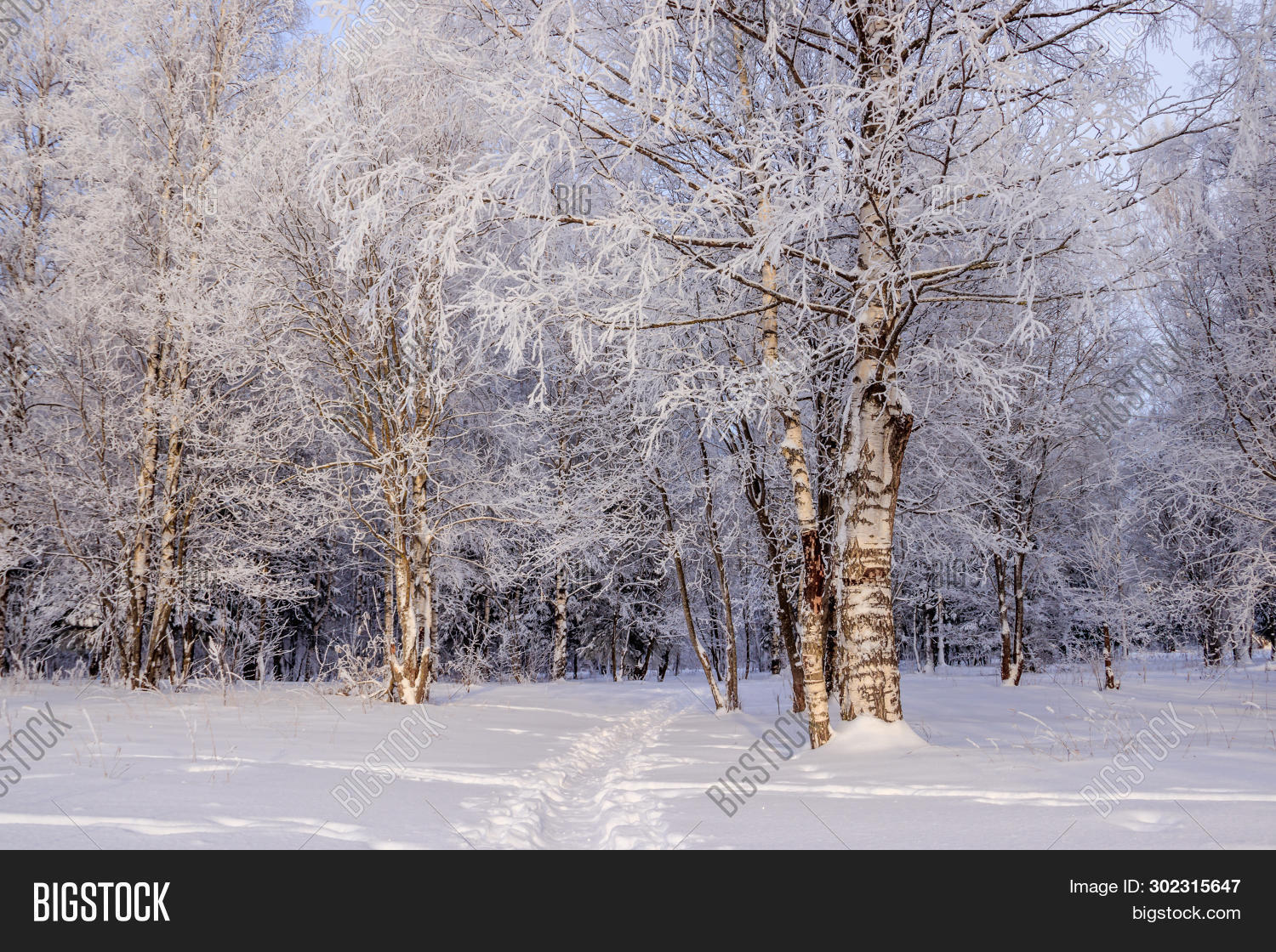 Birch Grove Winter Image & Photo (Free Trial) | Bigstock