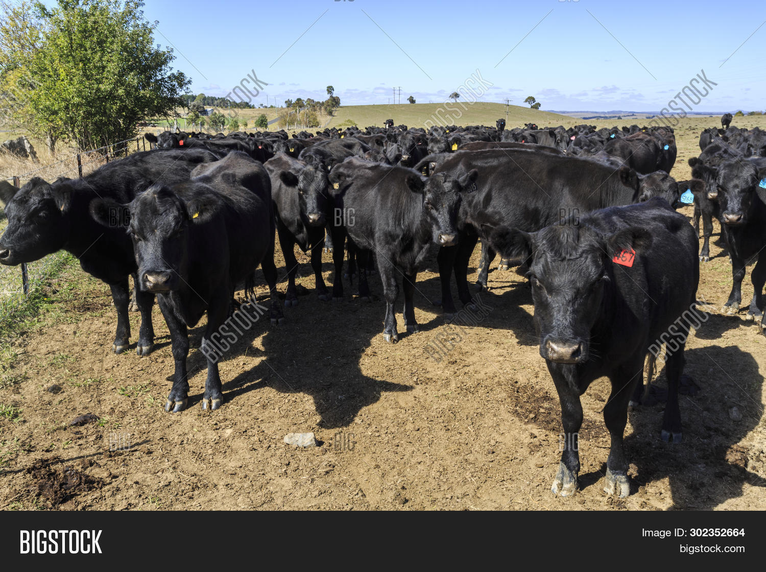 Black Angus Cattle Image & Photo (Free Trial) | Bigstock