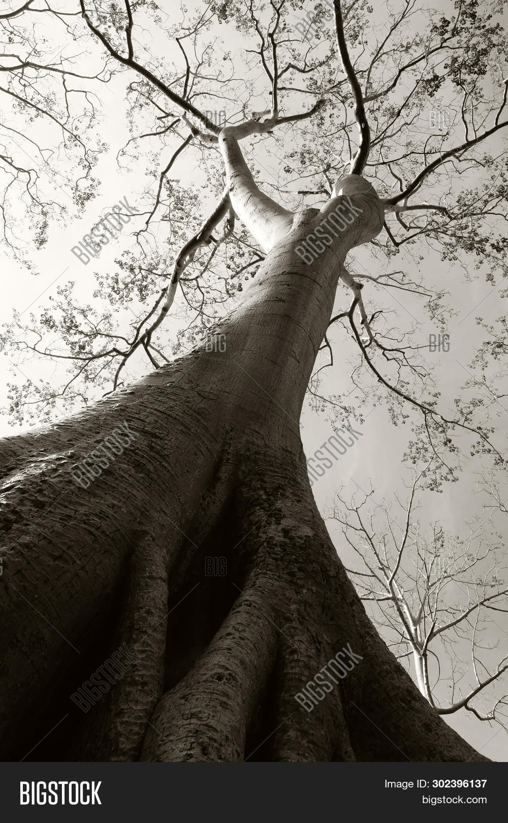 Trunk Huge White Tree Image & Photo (Free Trial) | Bigstock